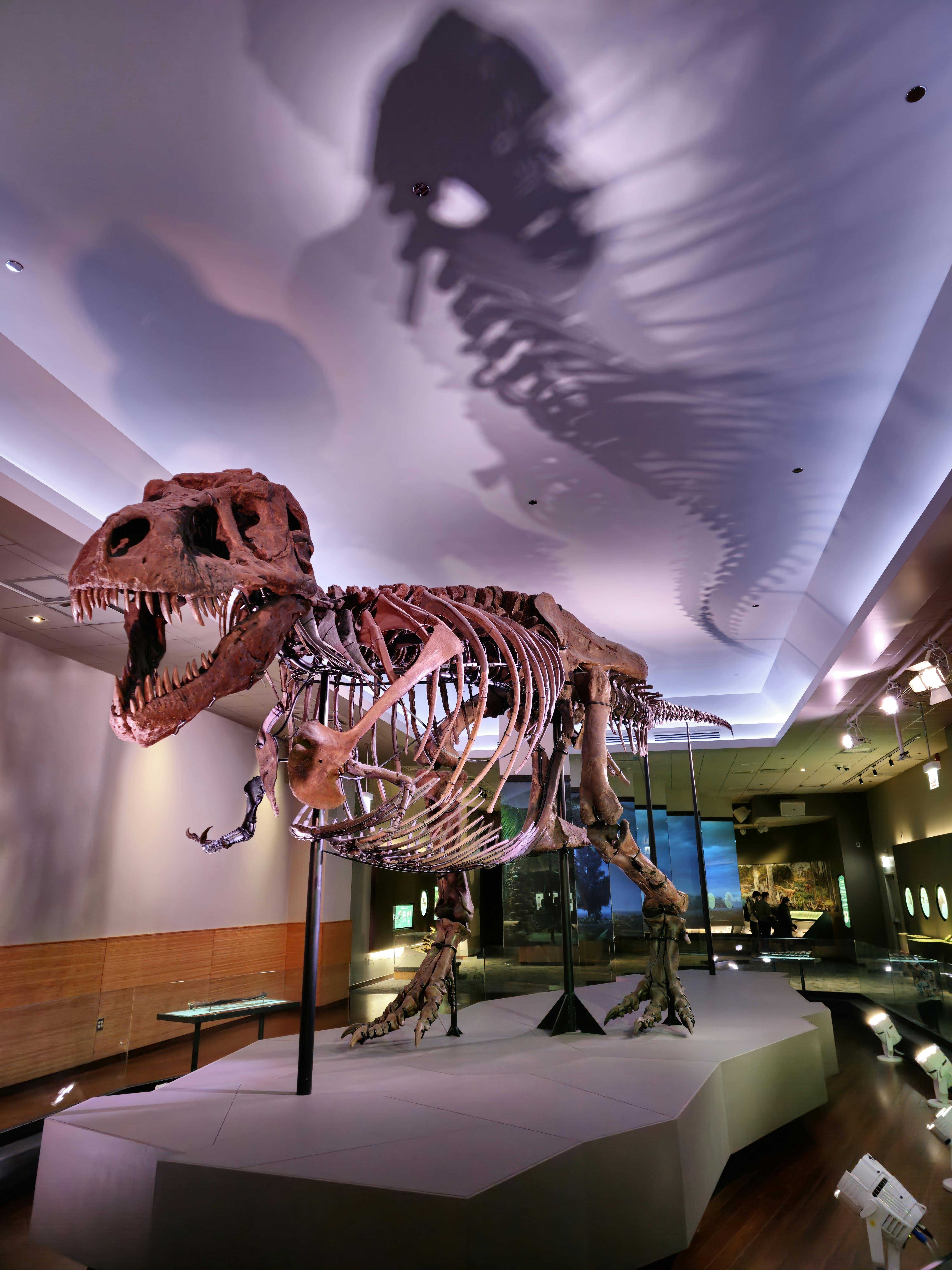 The Field Museum of Natural History