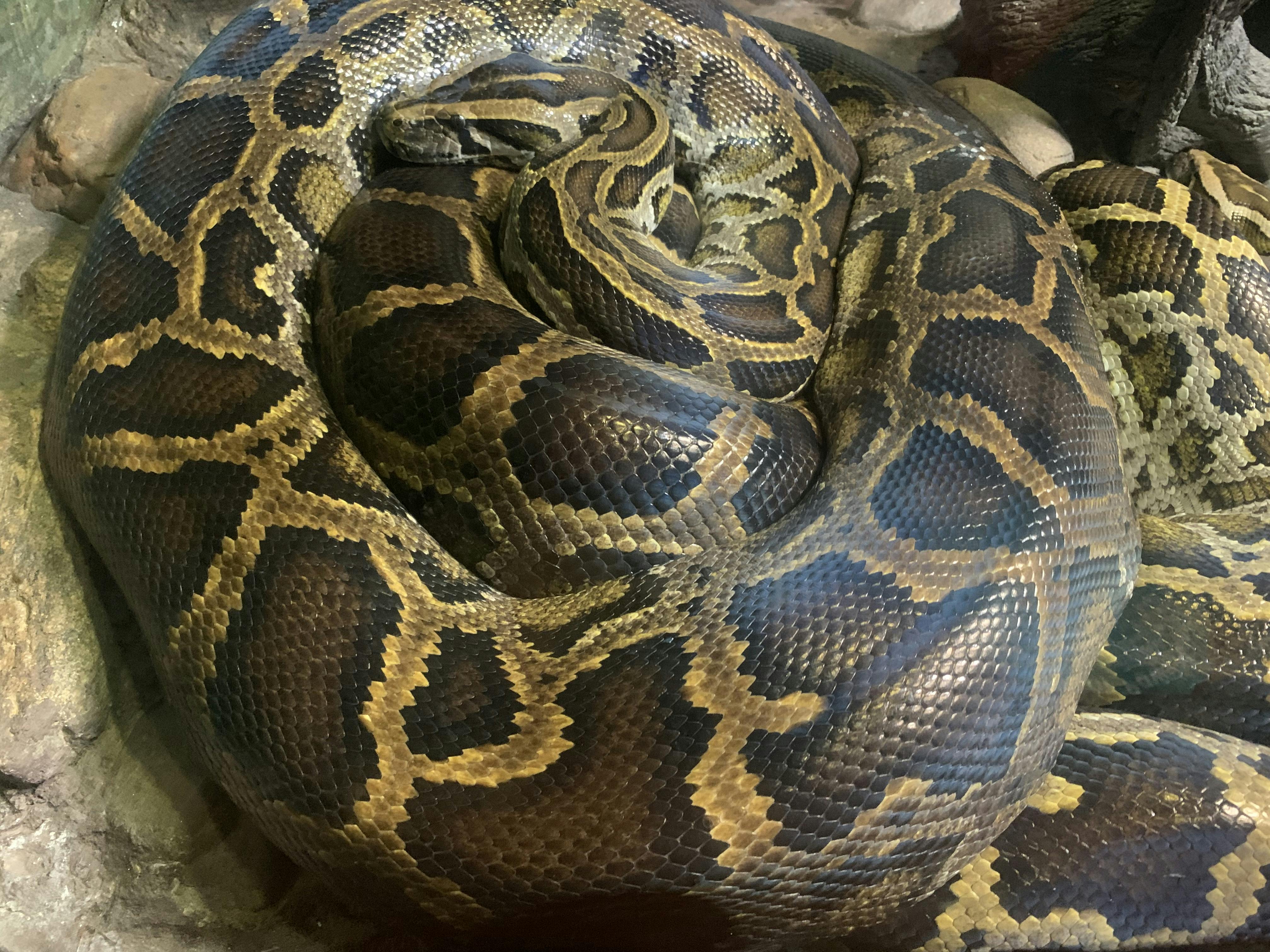 Tickets For Bronx Zoo, New York City | Tiqets