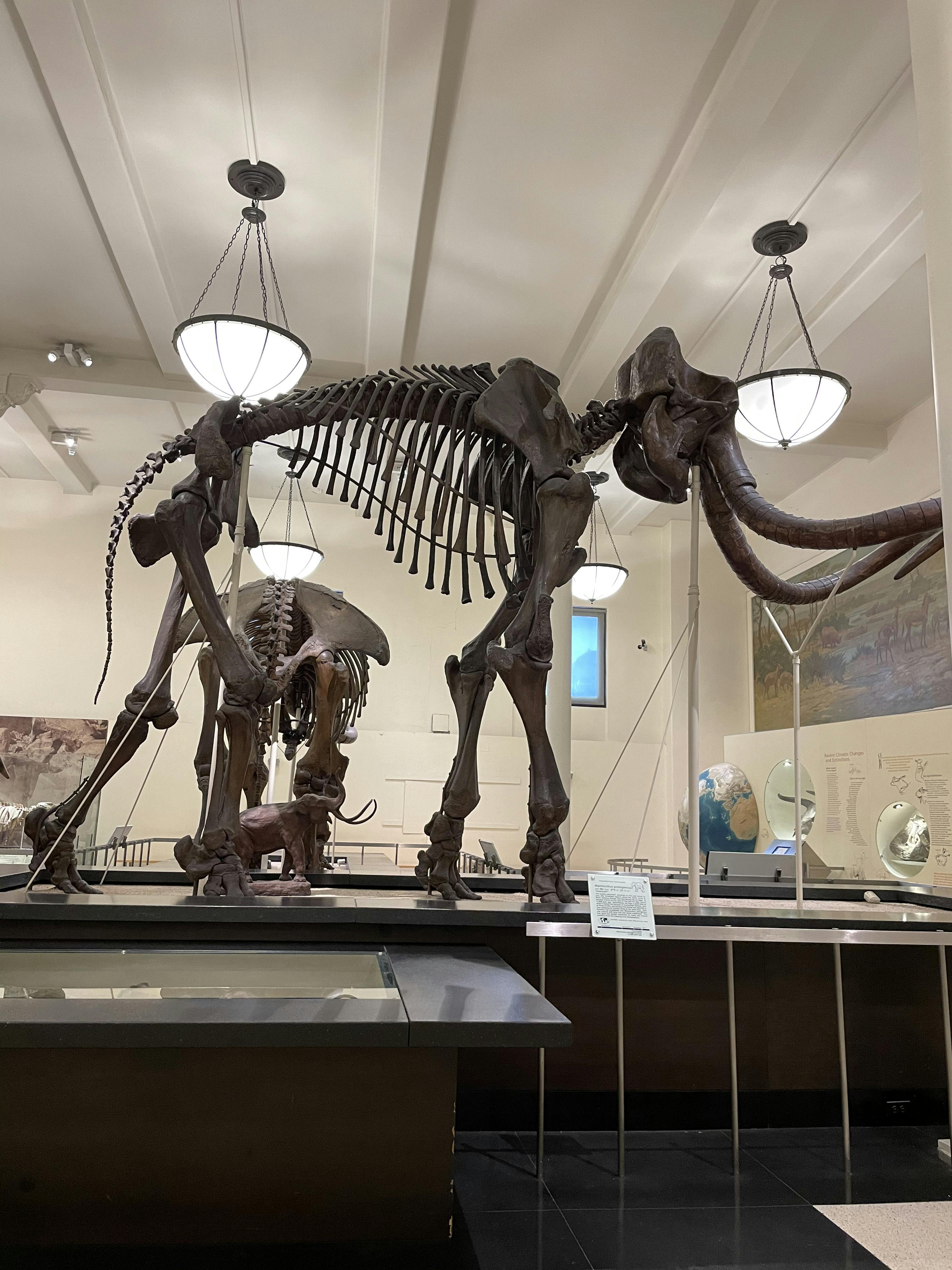 American Museum of Natural History Tickets