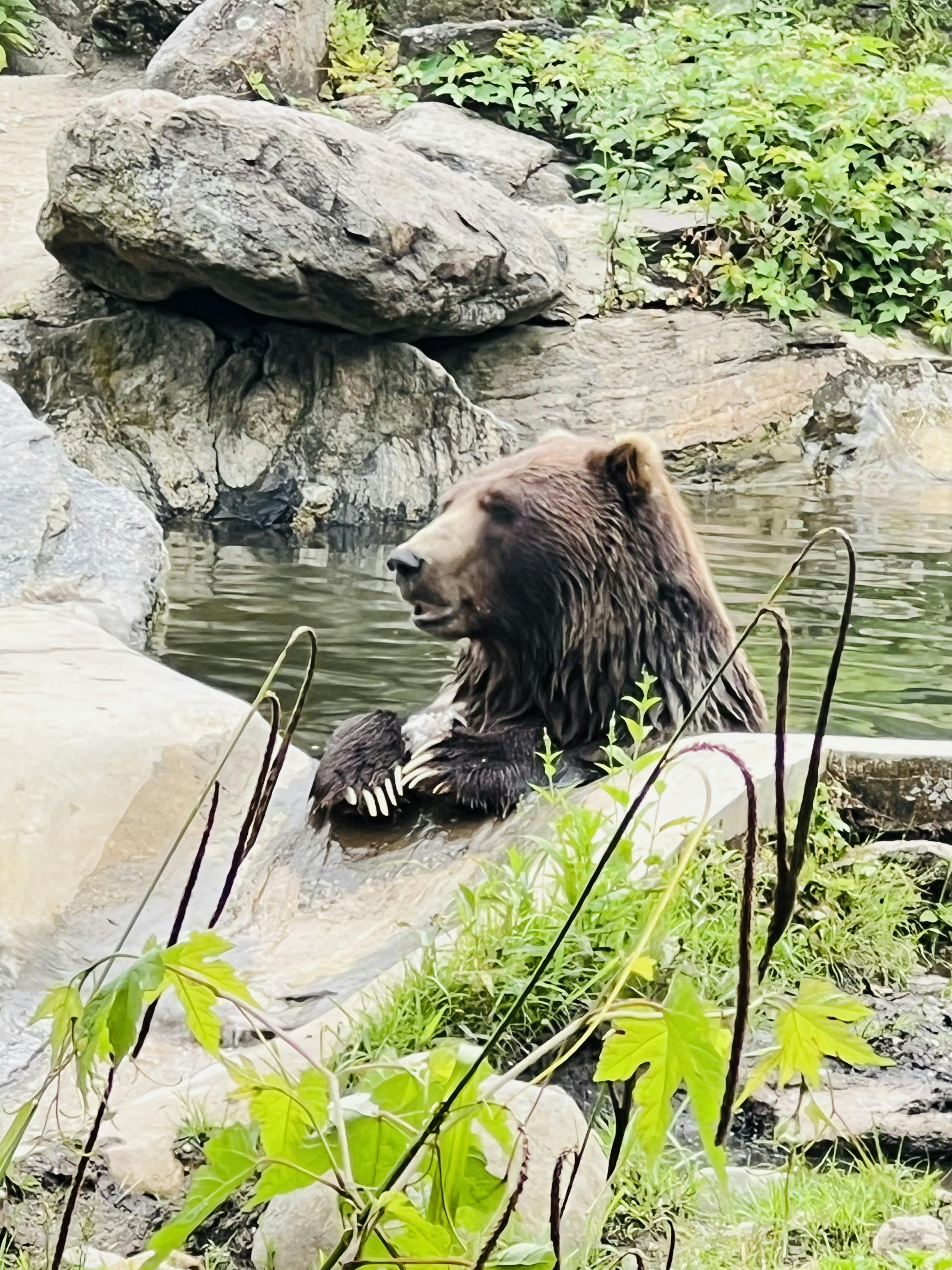 Bronx Zoo Tickets - New York | Tiqets.com