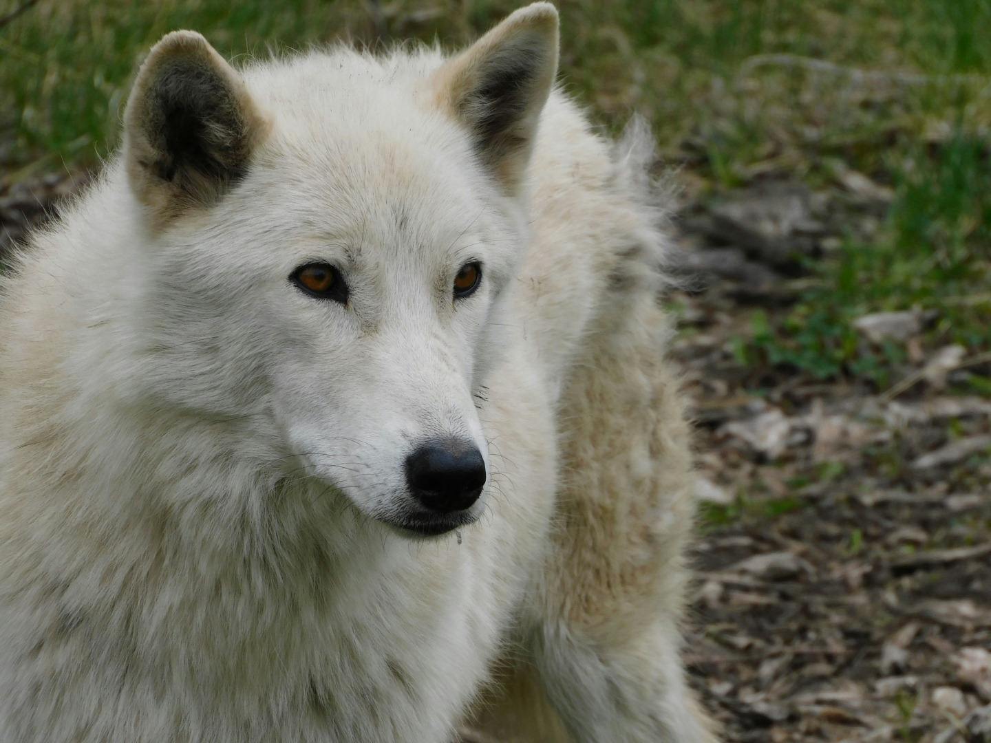 Yamnuska Wolfdog Sanctuary tickets | Cochrane