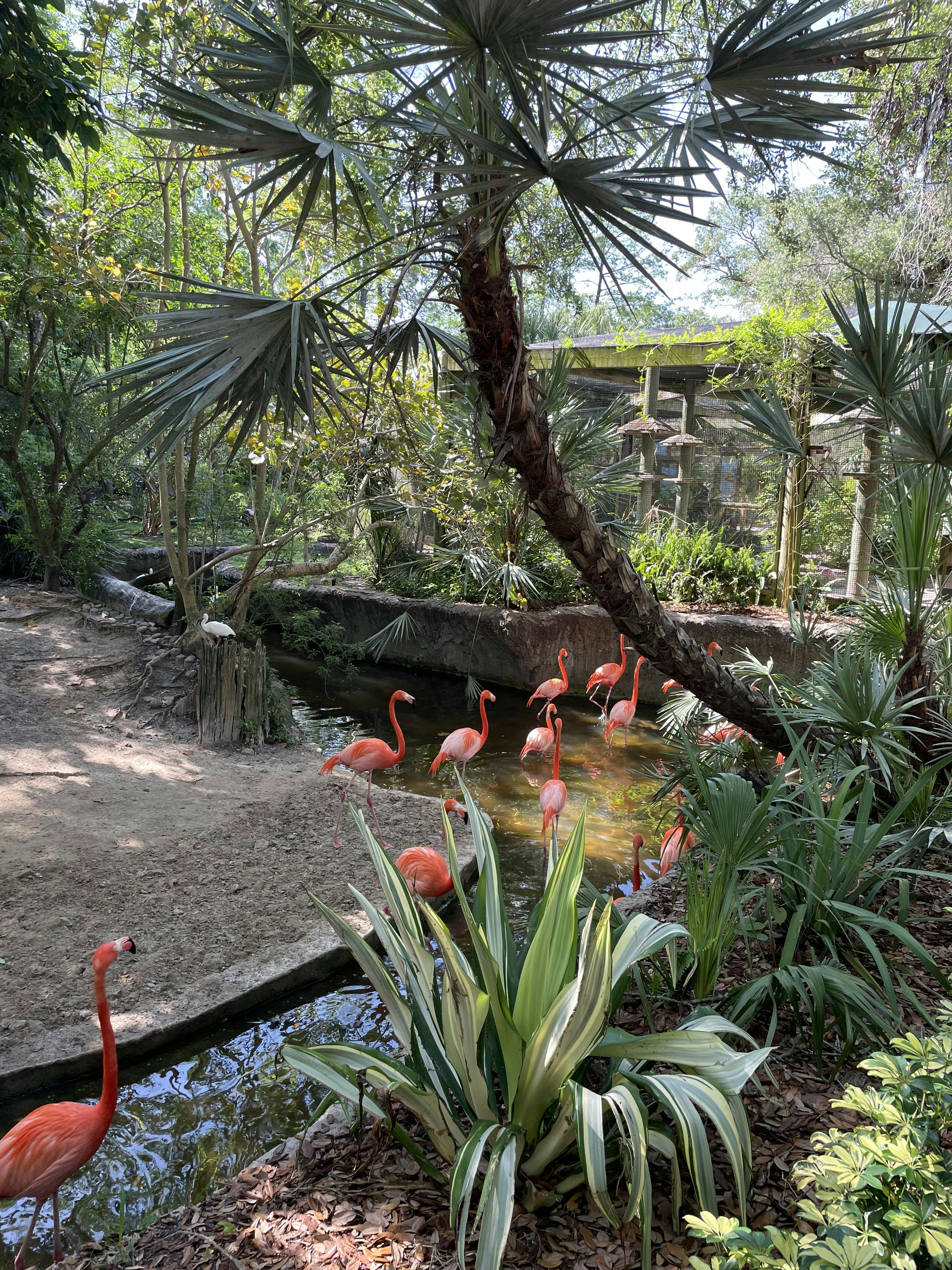 Tampa ZooQuarium: ZooTampa & Florida Aquarium | Tiqets