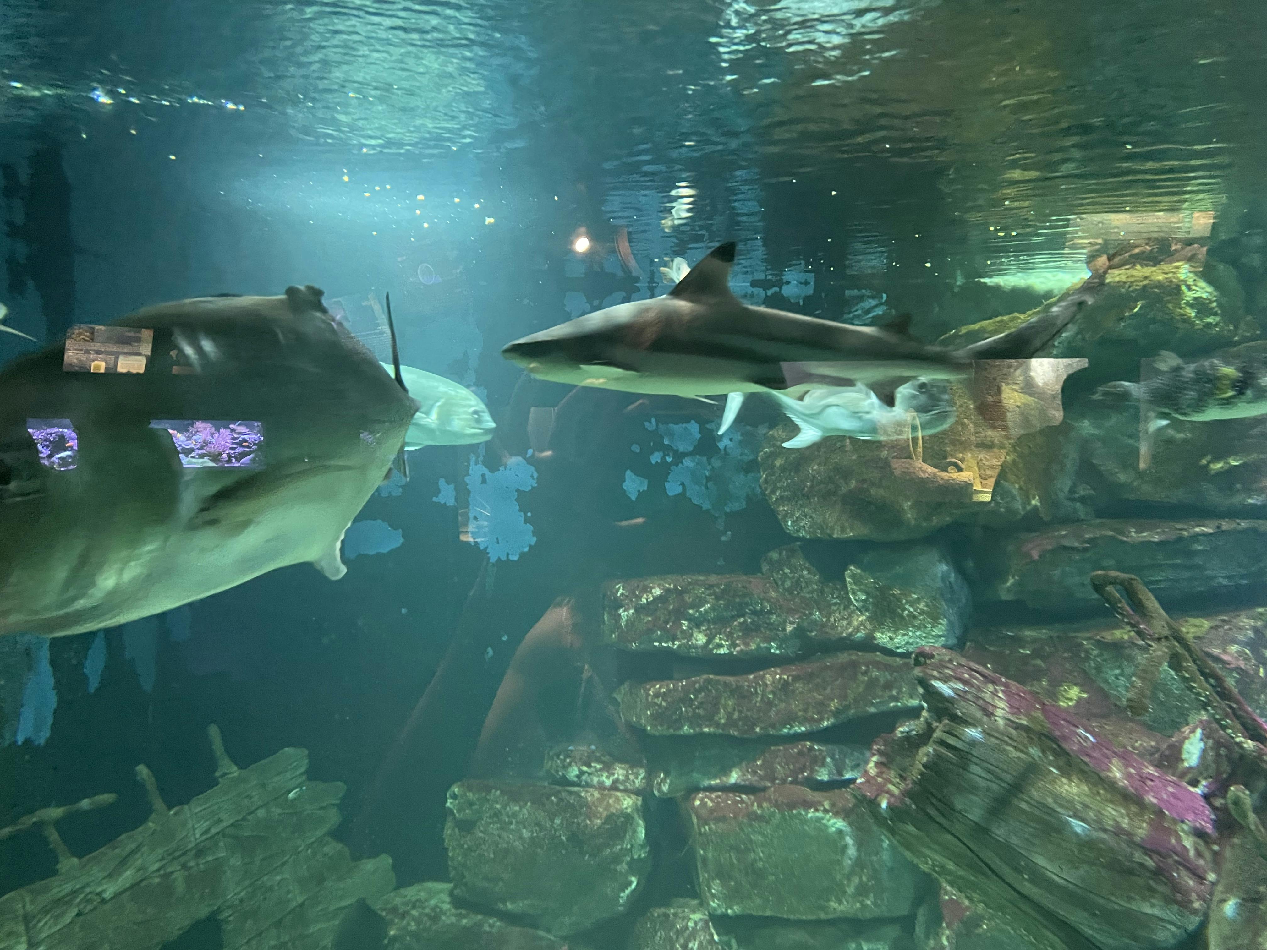 Billets pour Aquarium d'Amnéville - Amnéville | Tiqets.com