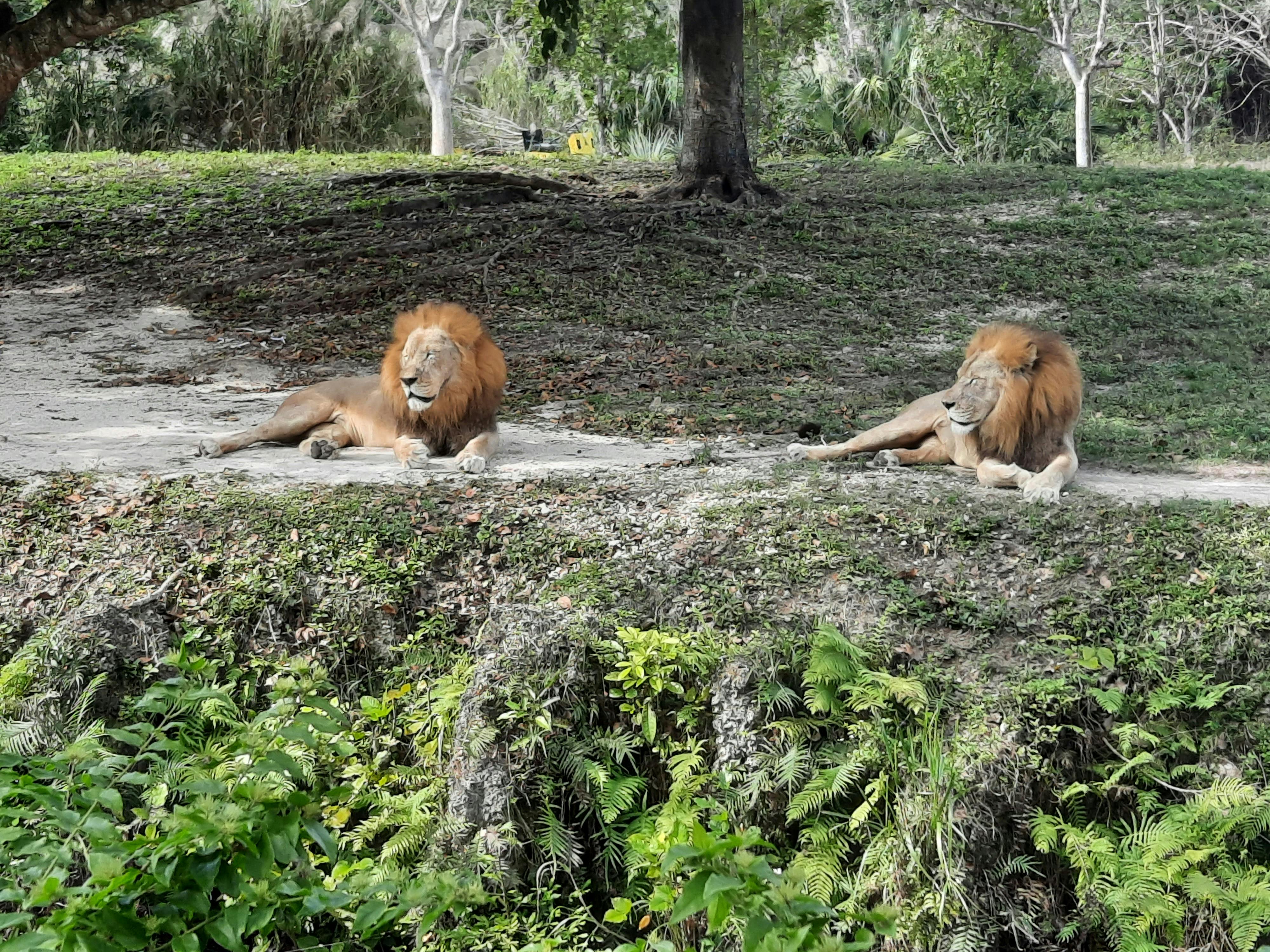 Tickets for Miami Zoo - Florida Wildlife Fun | Tiqets