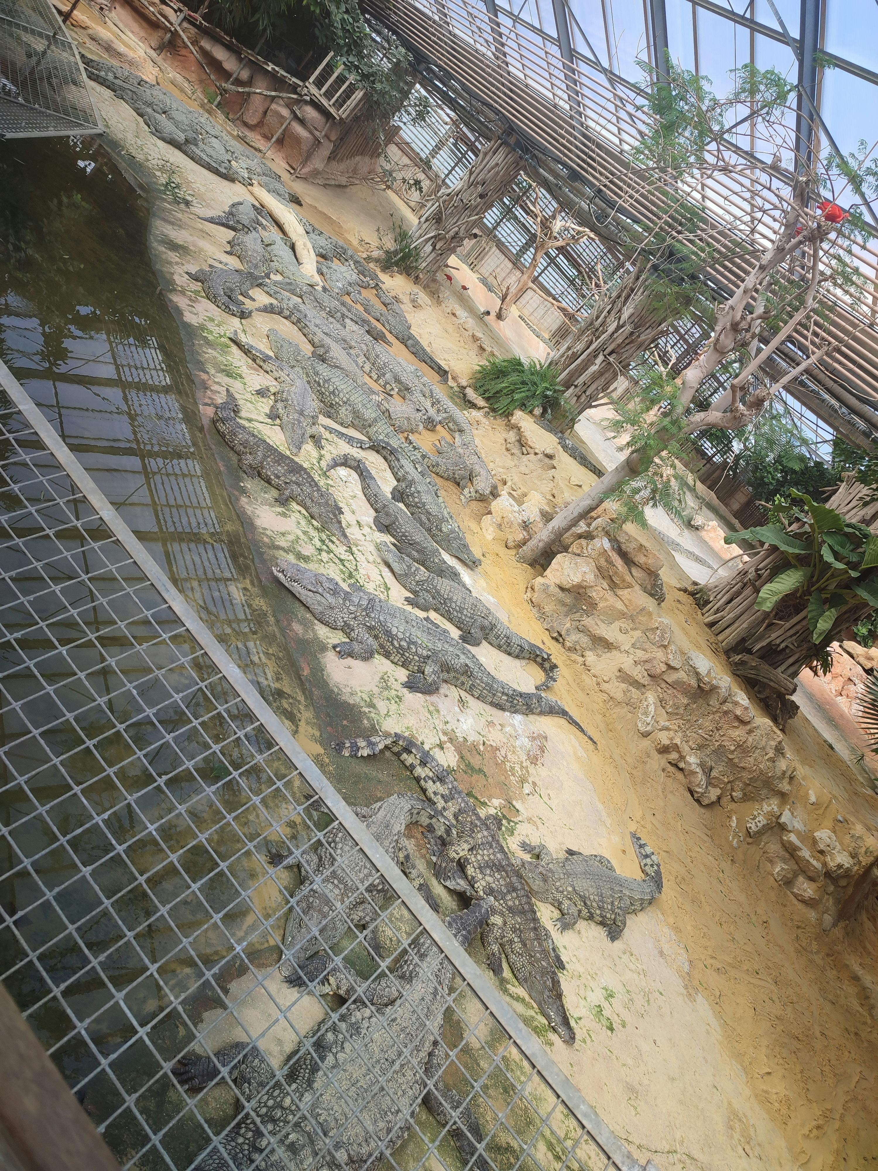 La Ferme aux Crocodiles : billets | Pierrelatte