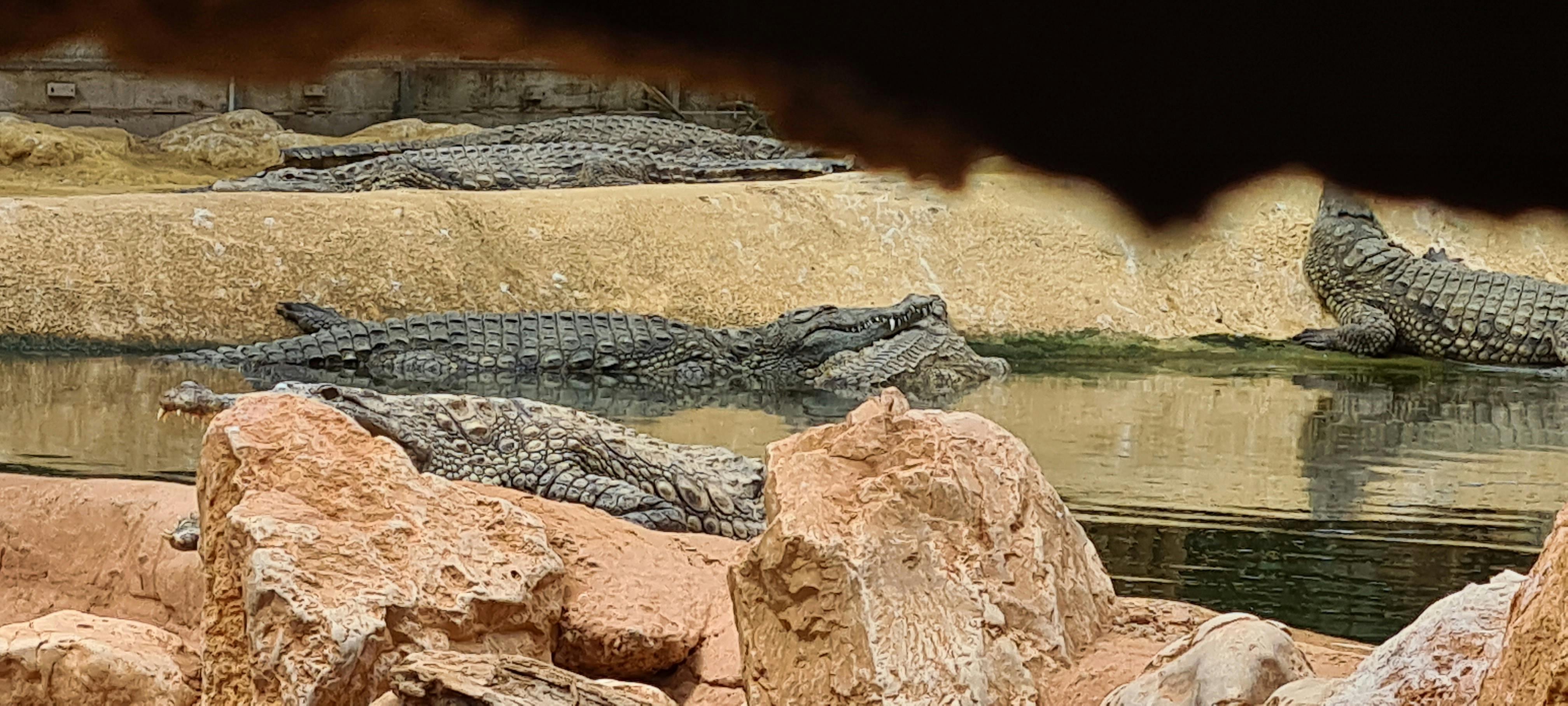 La Ferme aux Crocodiles : billets | Pierrelatte