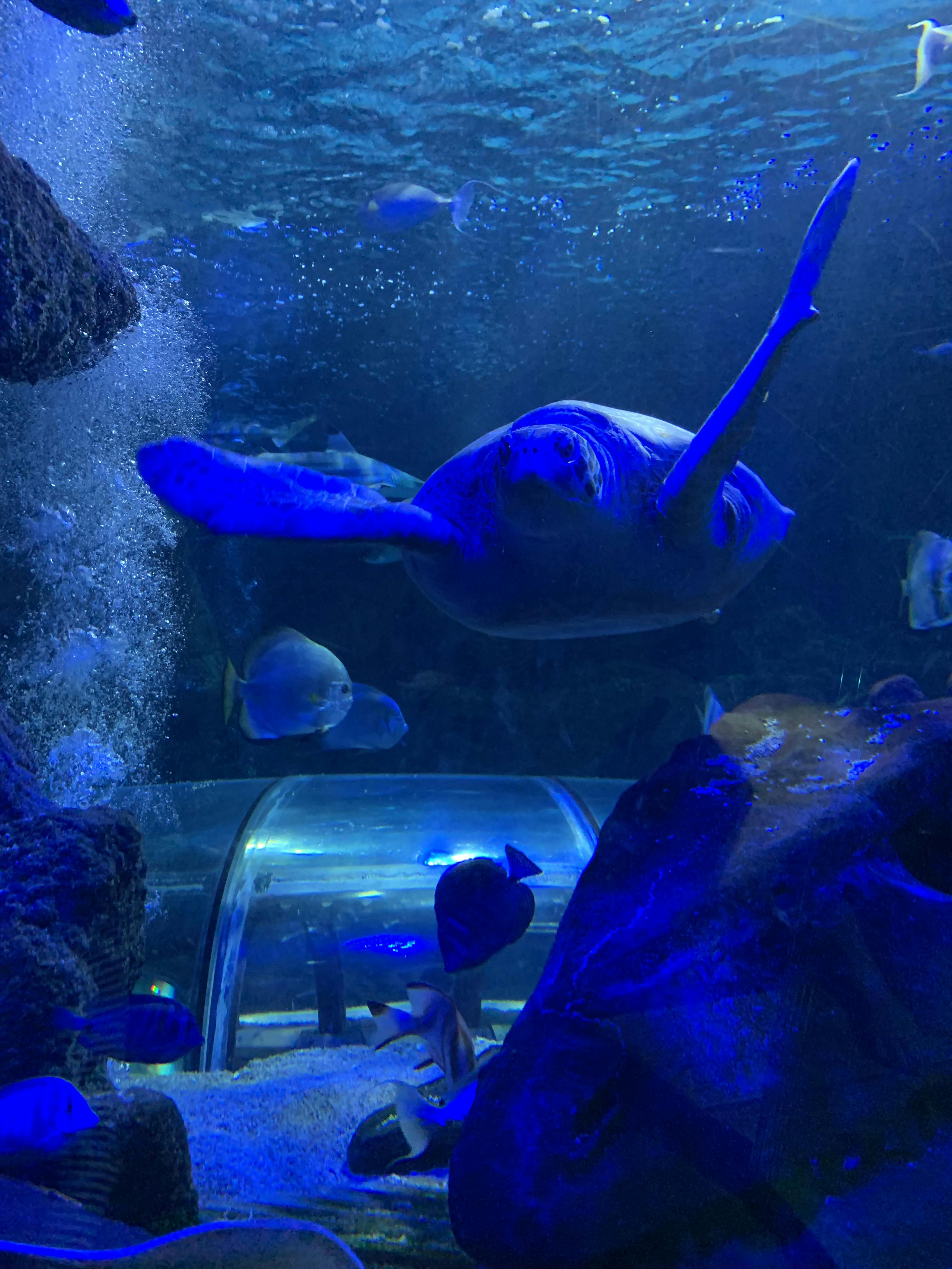 SEA LIFE Hunstanton tickets | Hunstanton