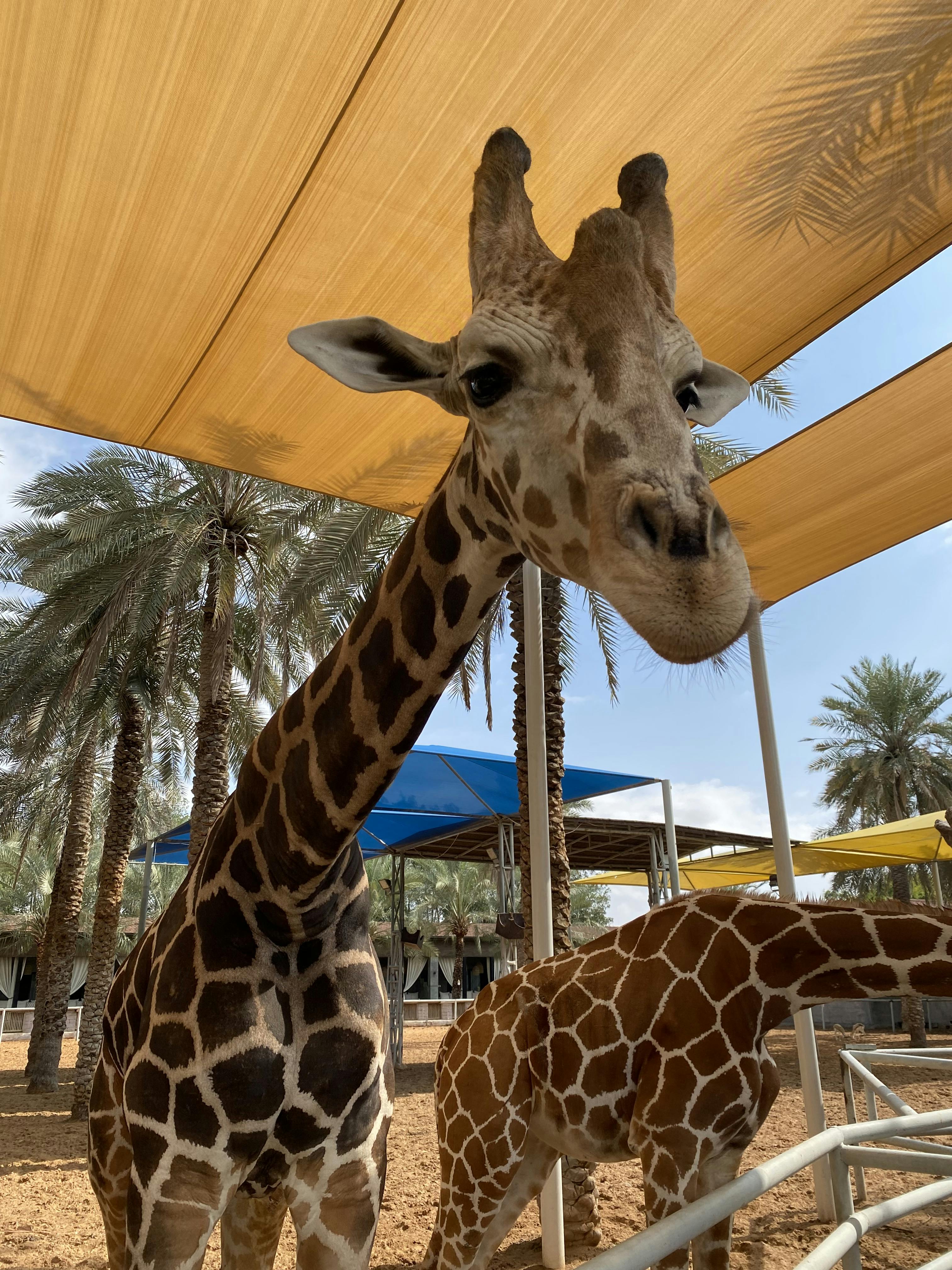 Emirates Park Zoo tickets | Abu Dhabi