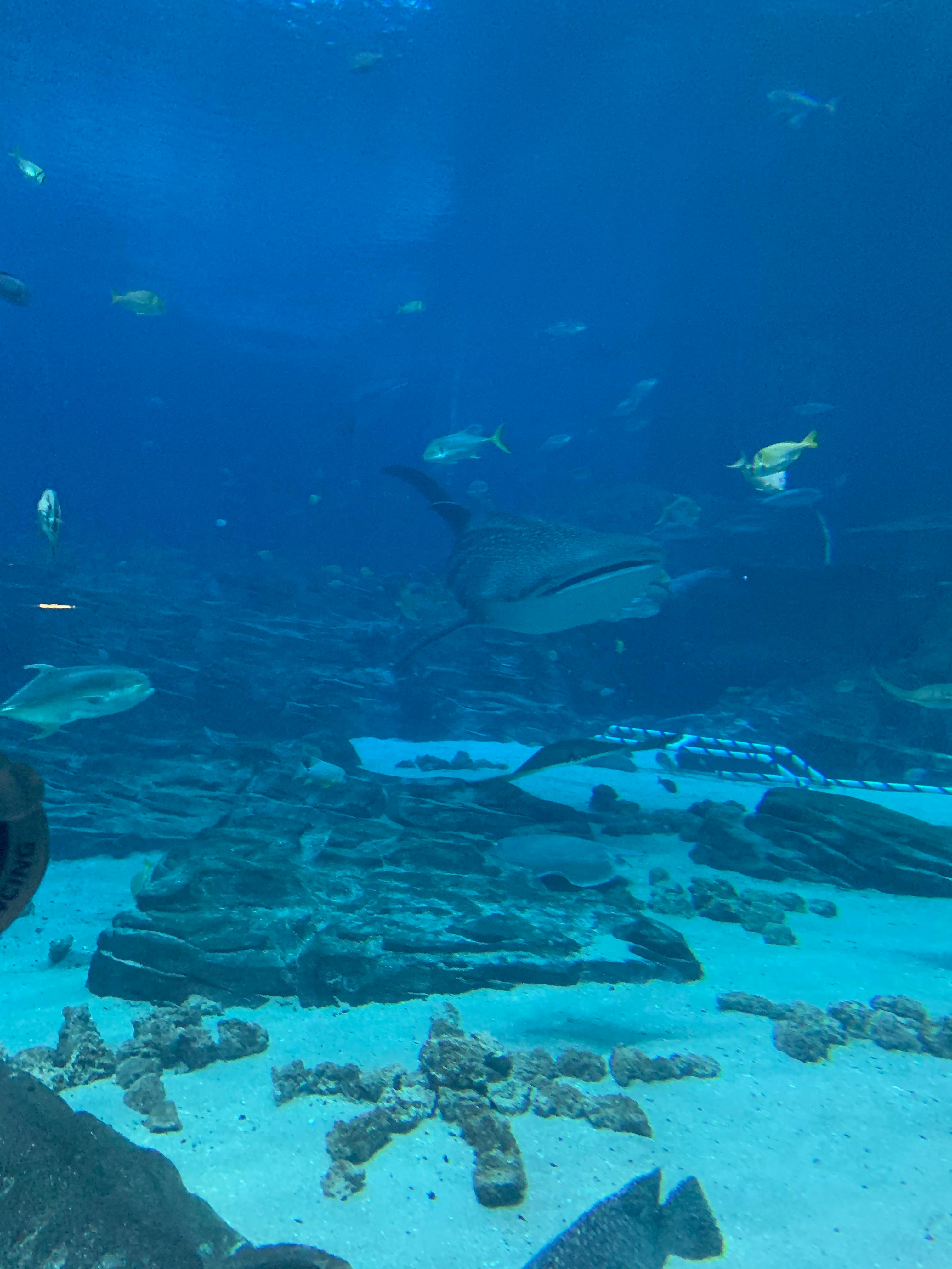 Tickets Georgia Aquarium - Atlanta | Tiqets.com