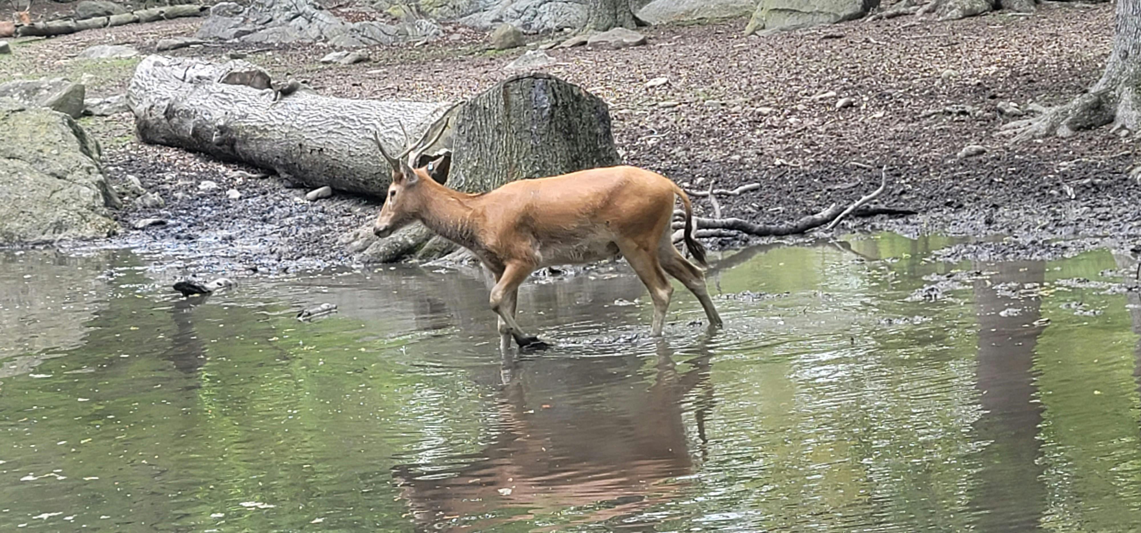 Tickets For Bronx Zoo, New York City | Tiqets