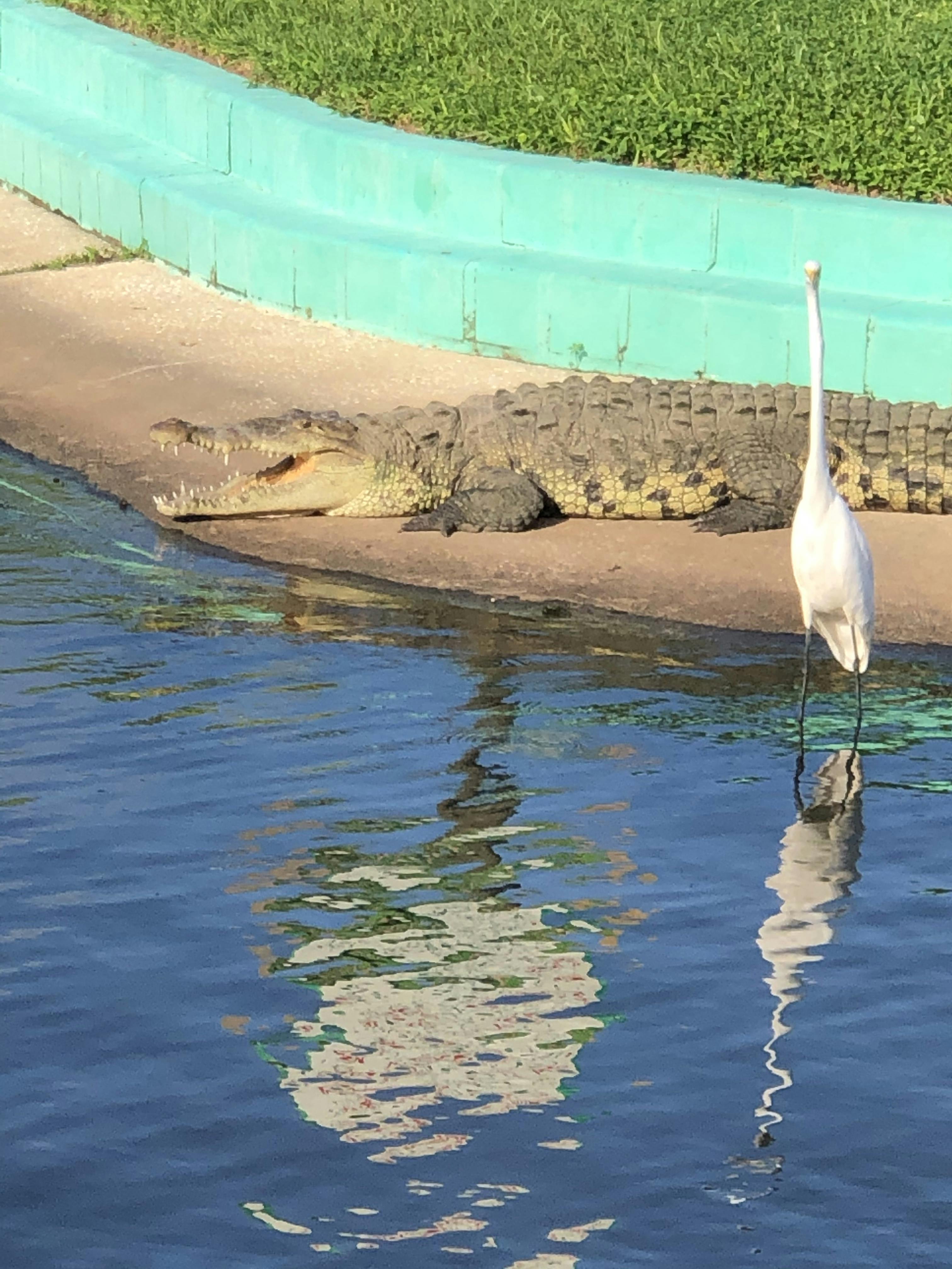 Tickets Gatorland Orlando - Orlando | Tiqets.com