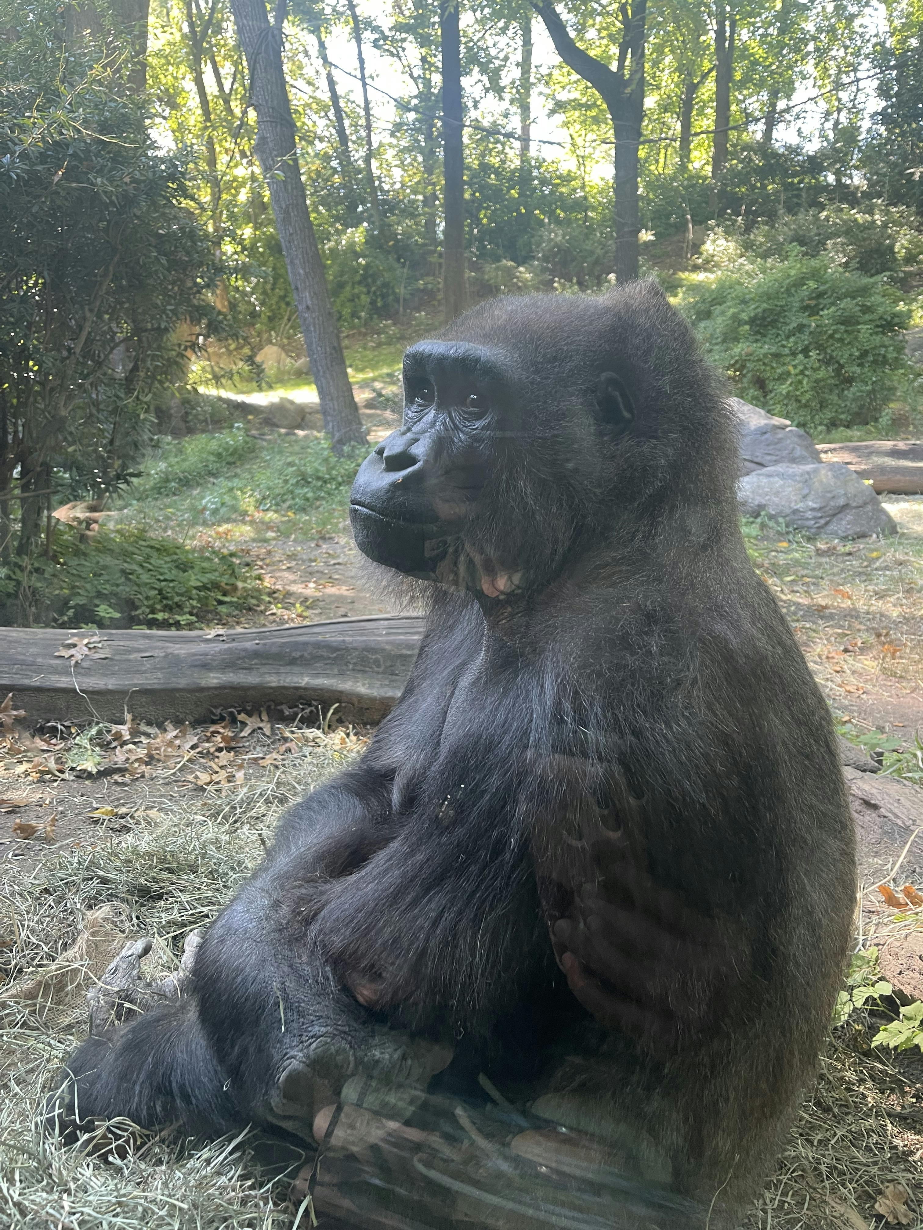 Tickets For Bronx Zoo, New York City | Tiqets