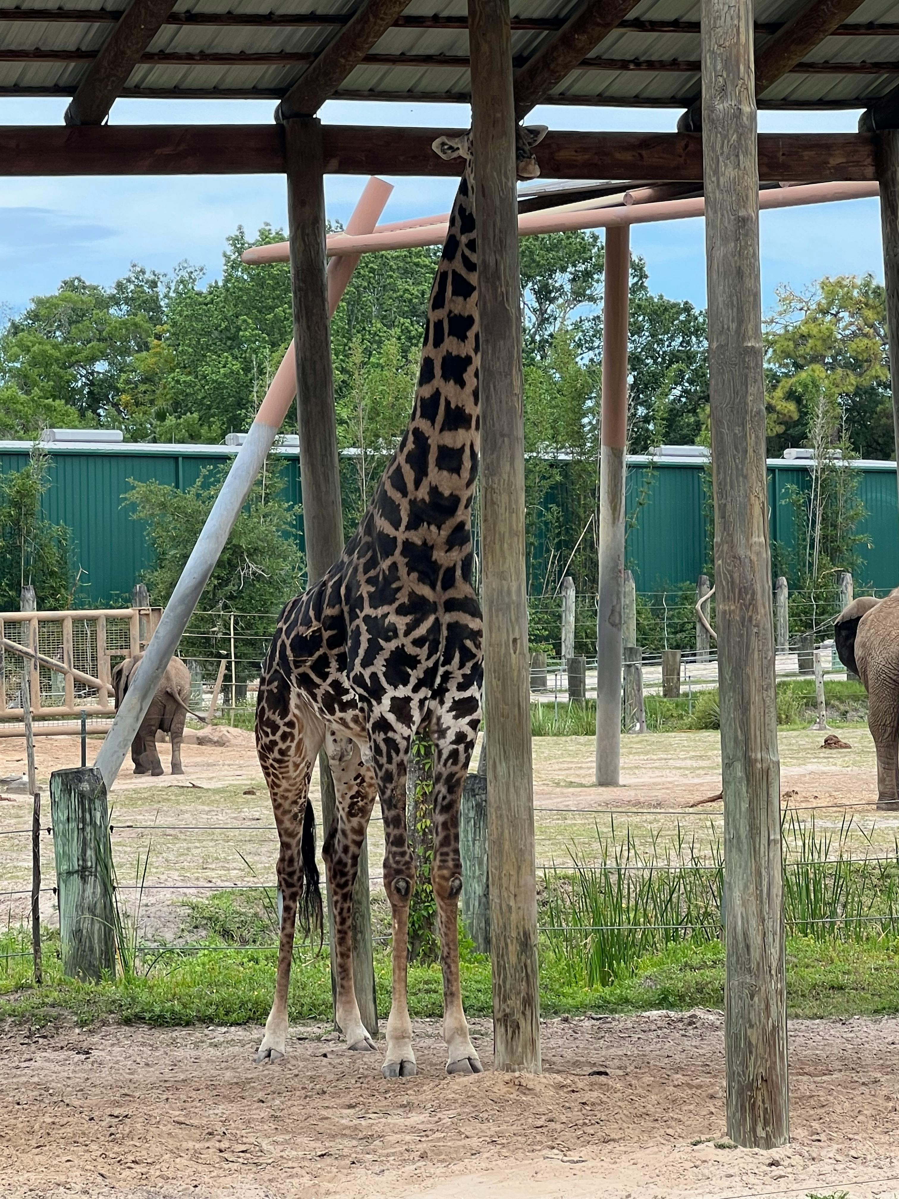 ZooTampa at Lowry Park | Book Tickets, Tours & More