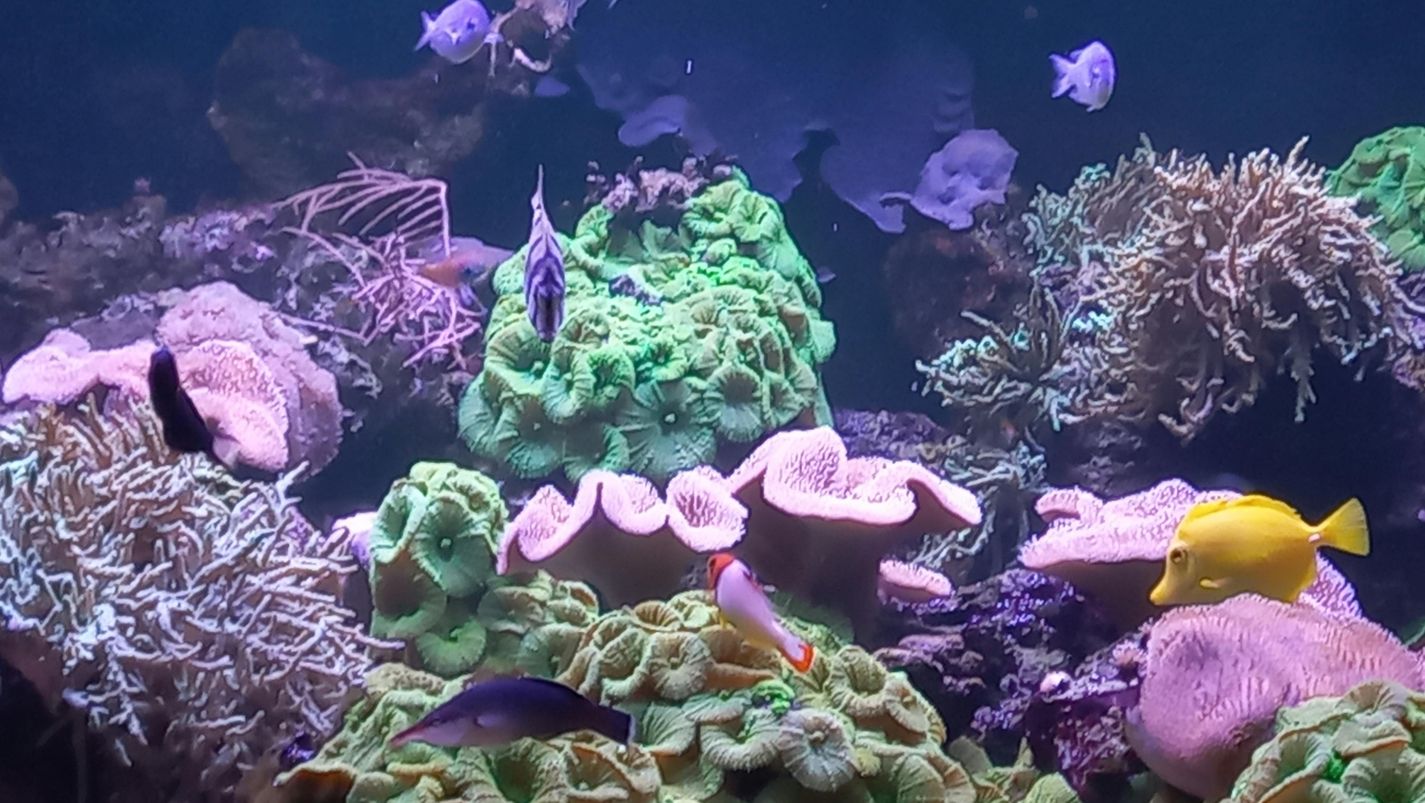 Billets pour Aquarium d'Amnéville - Amnéville | Tiqets.com