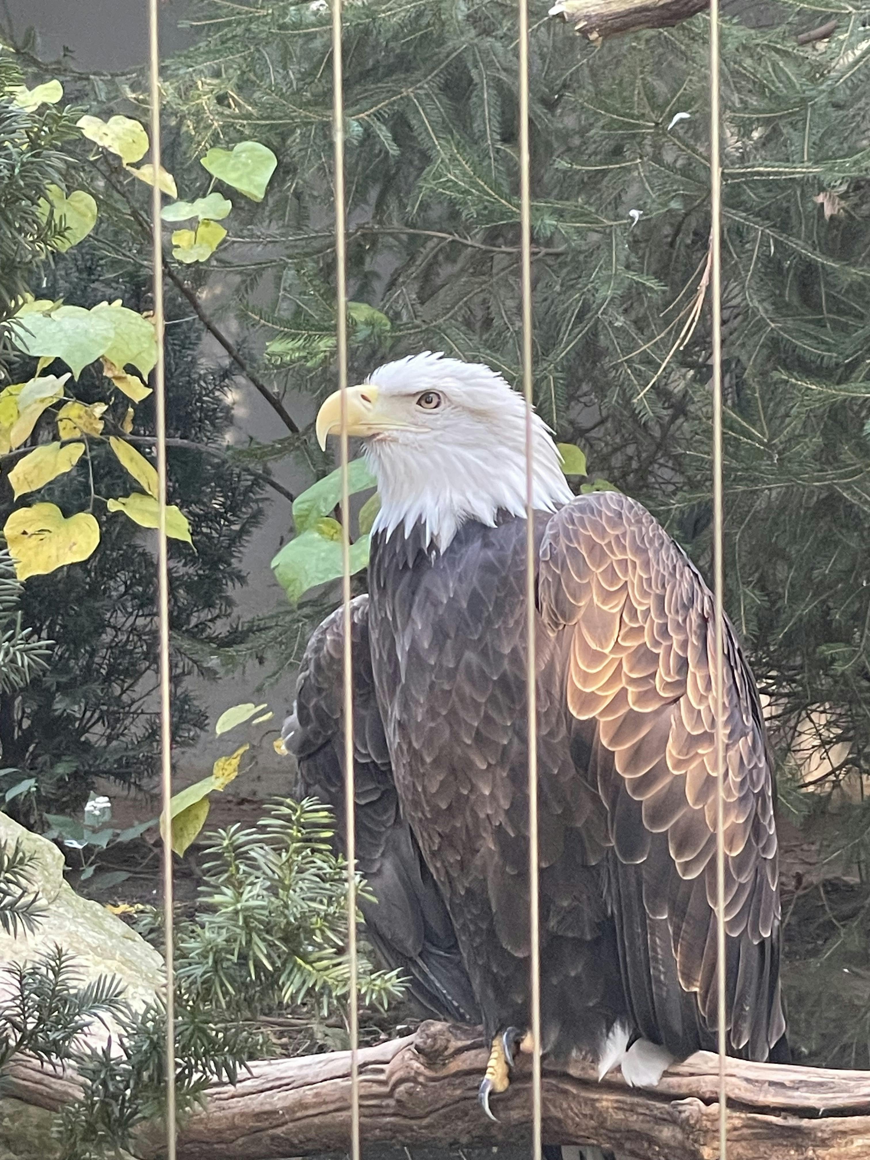 Tickets voor Bronx Zoo - New York | Tiqets.com