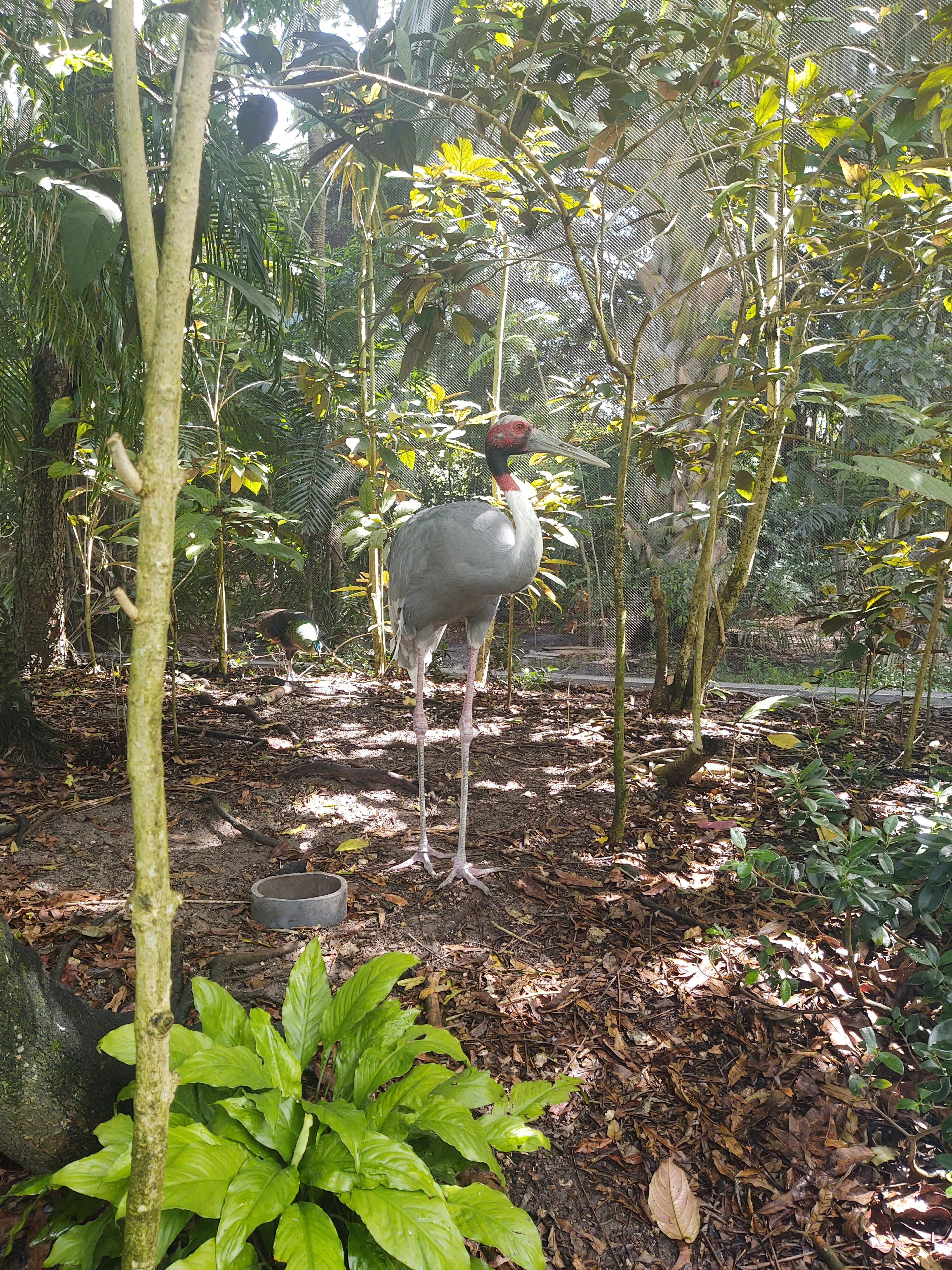 Tickets para Zoo de Miami - Miami | Tiqets.com