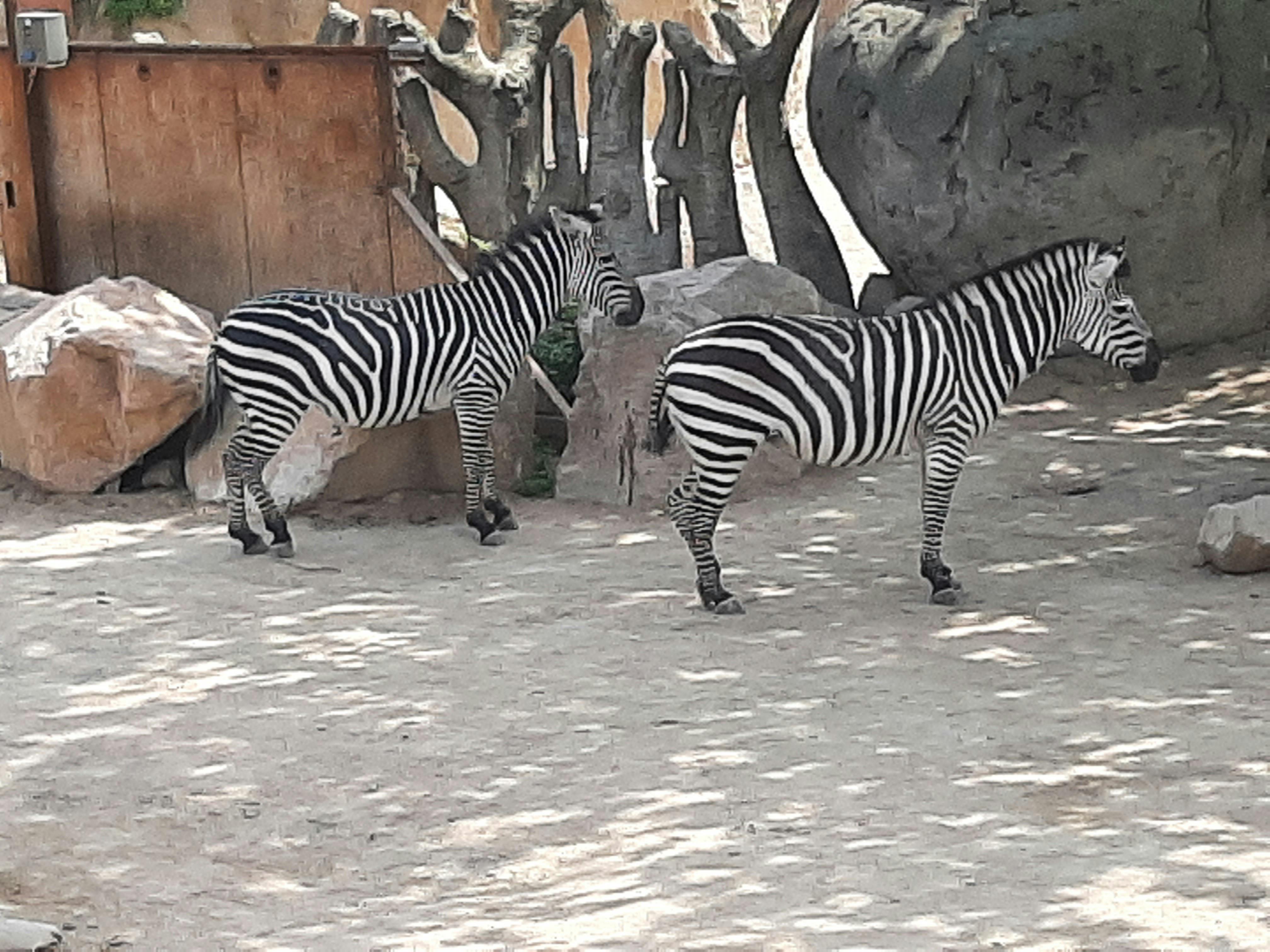 Get tickets: Zoom Torino Animal Kingdom | Tiqets