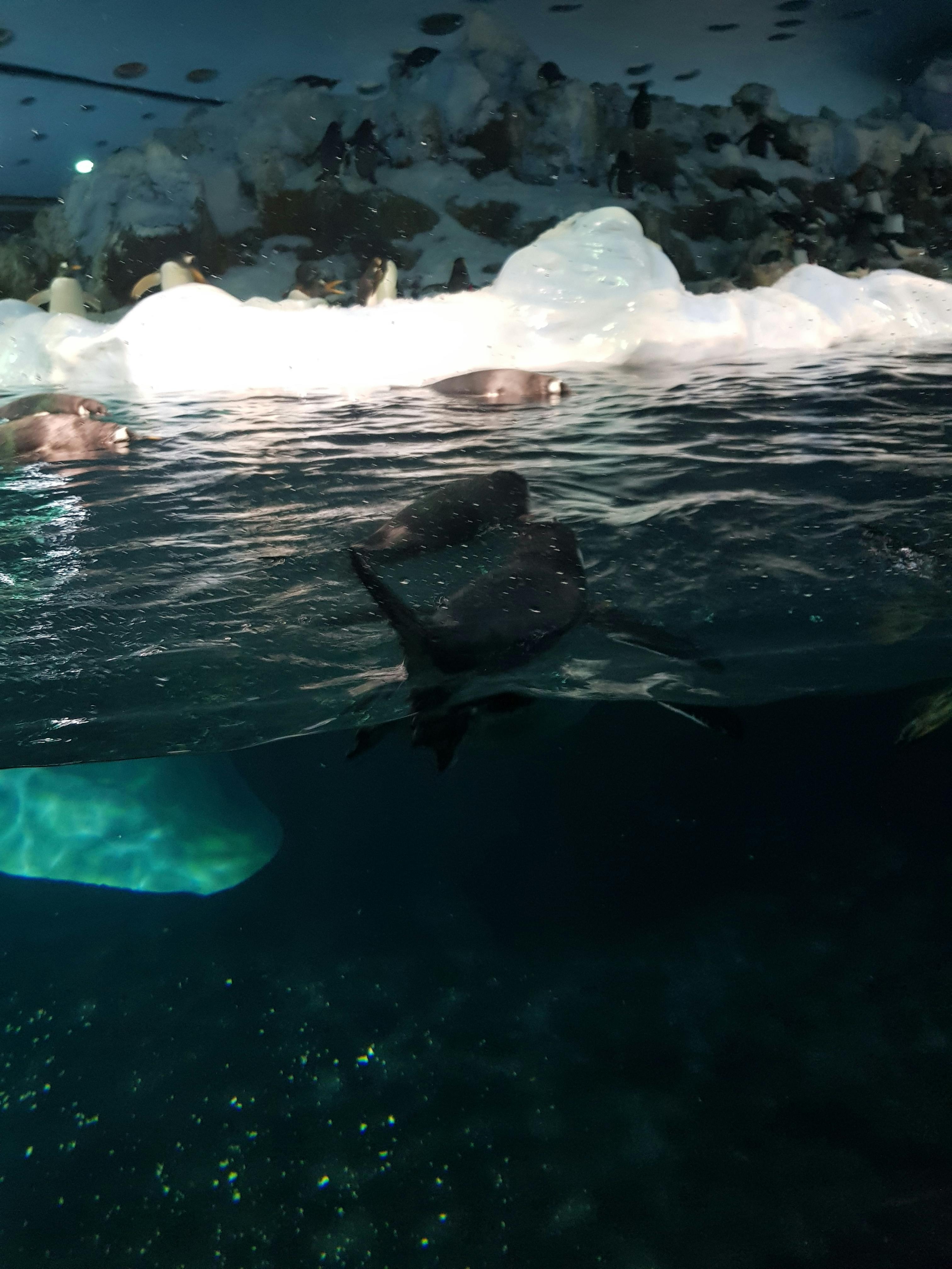 Loro Parque Tickets - Puerto de la Cruz | Tiqets.com