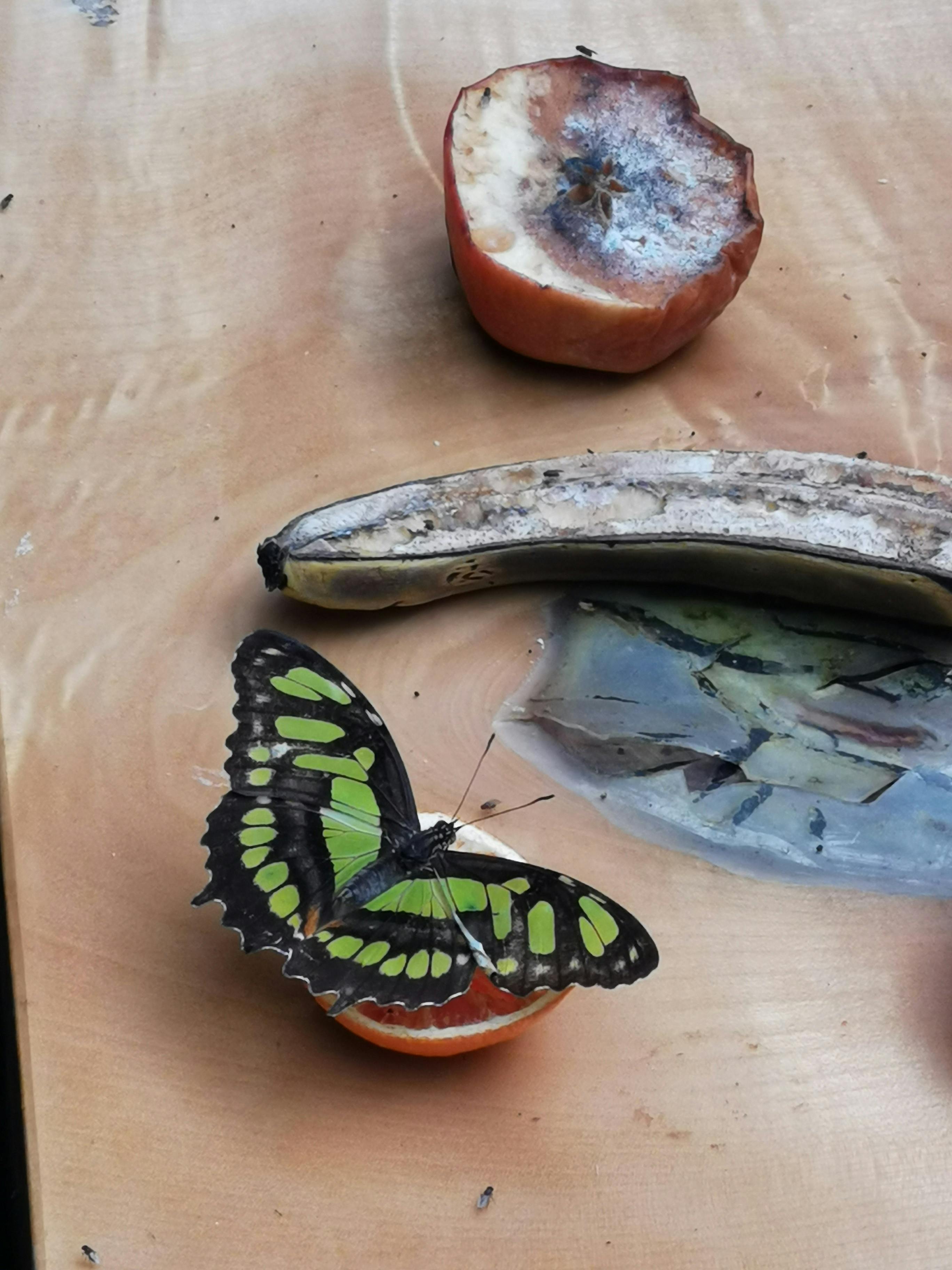 Victoria Butterfly Gardens tickets | Victoria