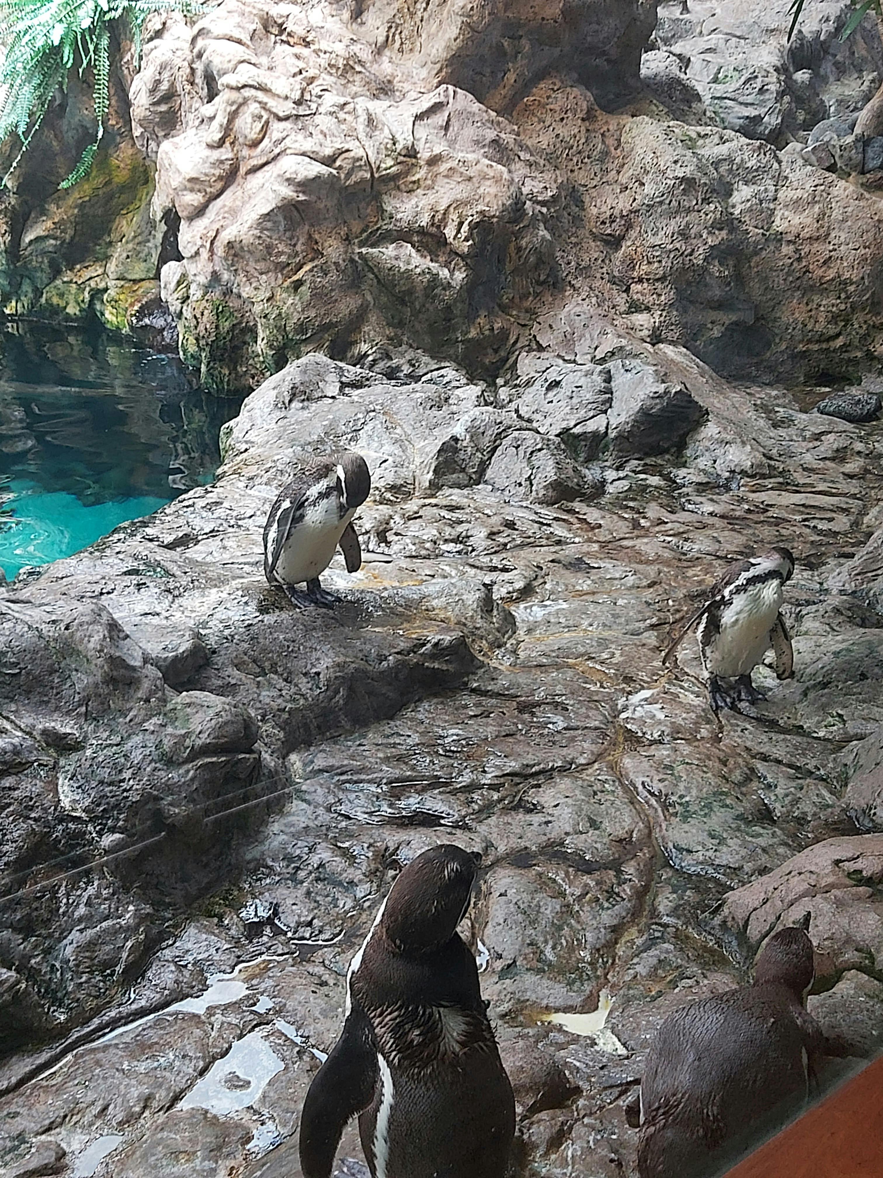 Tickets Loro Parque - Puerto de la Cruz | Tiqets.com