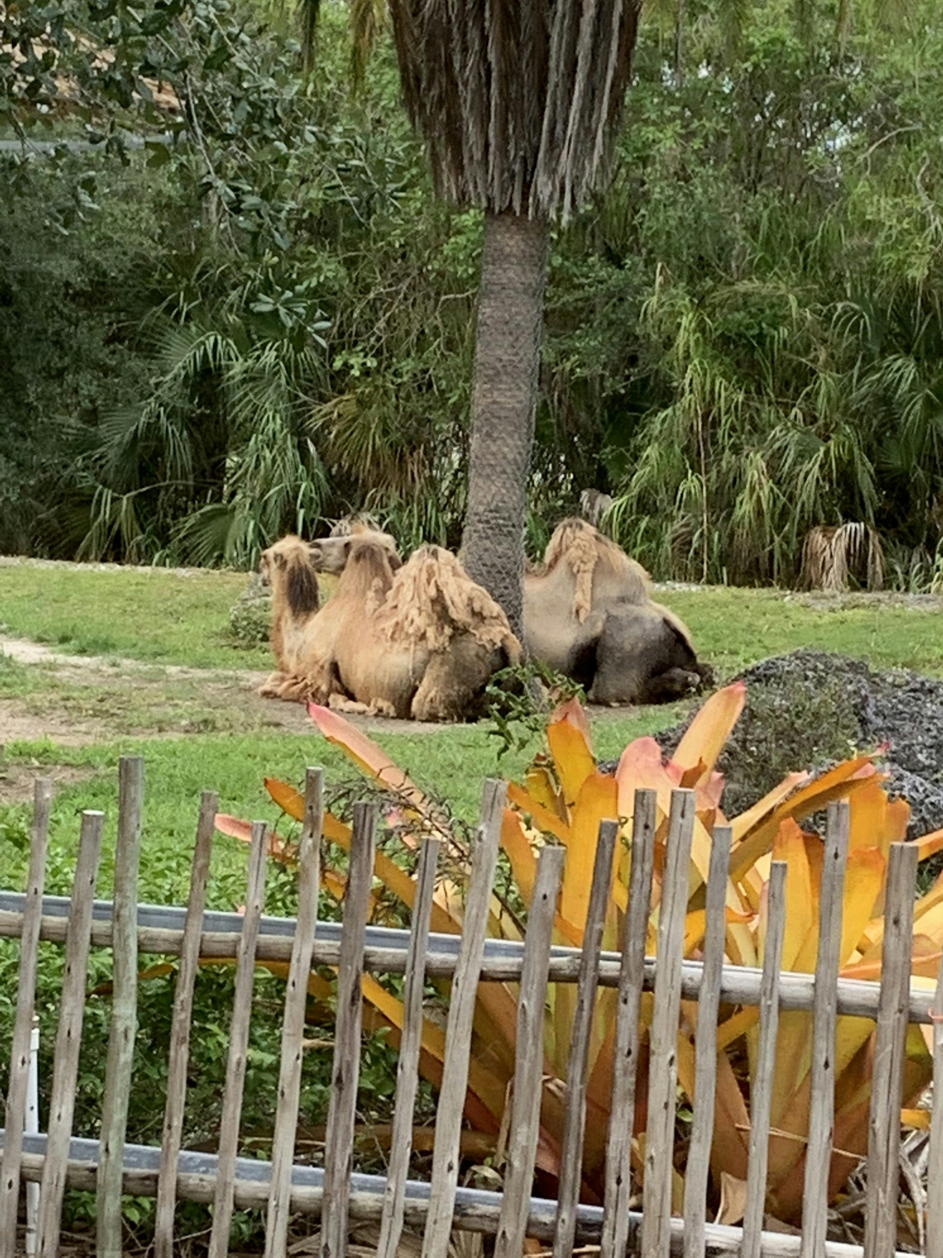 Zoo Miami Tickets - Miami | Tiqets.com