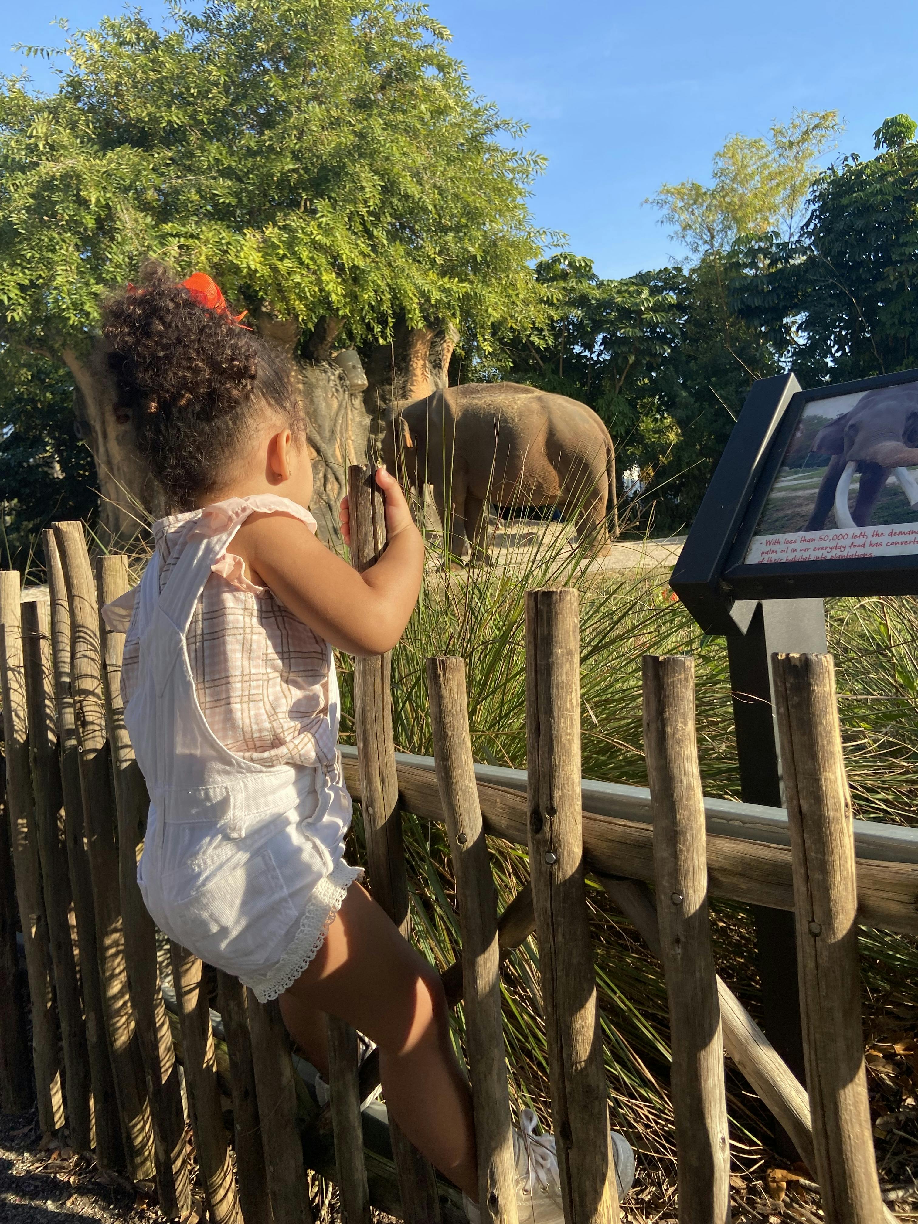 Tickets for Miami Zoo - Florida Wildlife Fun | Tiqets
