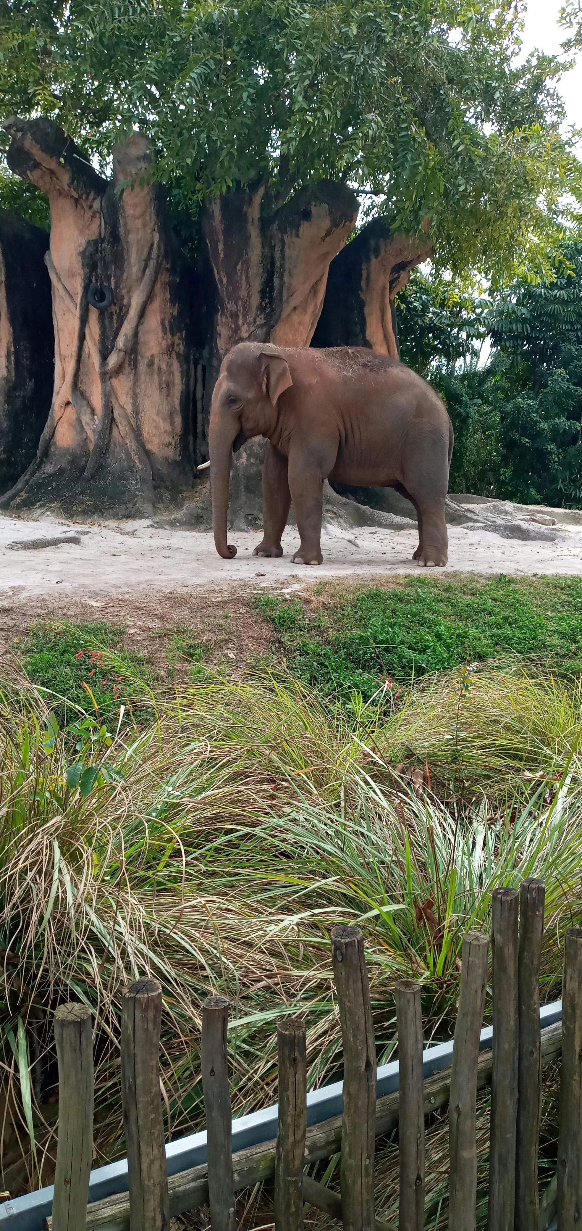 Tickets for Miami Zoo - Florida Wildlife Fun | Tiqets