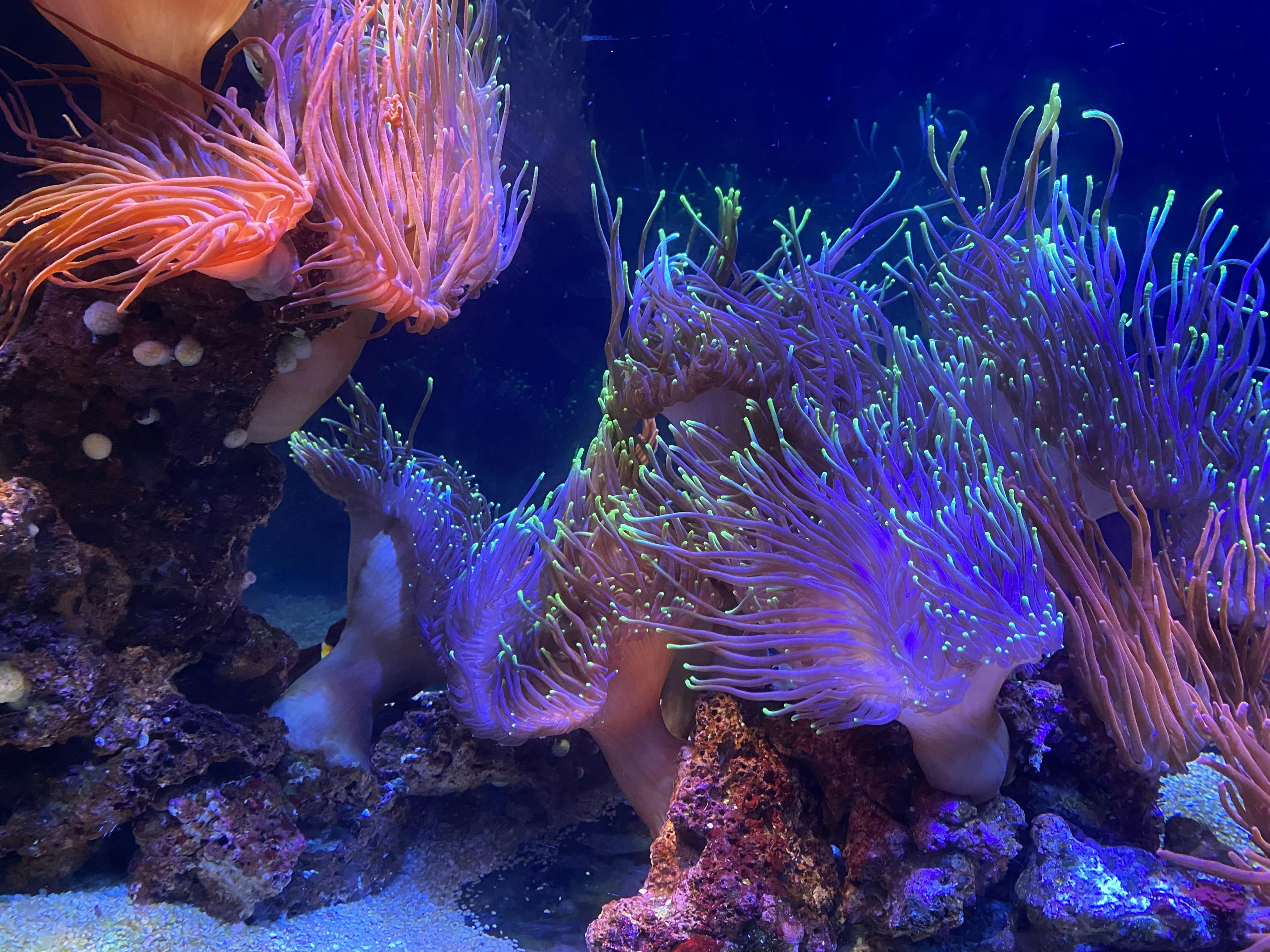 SEA LIFE Birmingham tickets | Birmingham