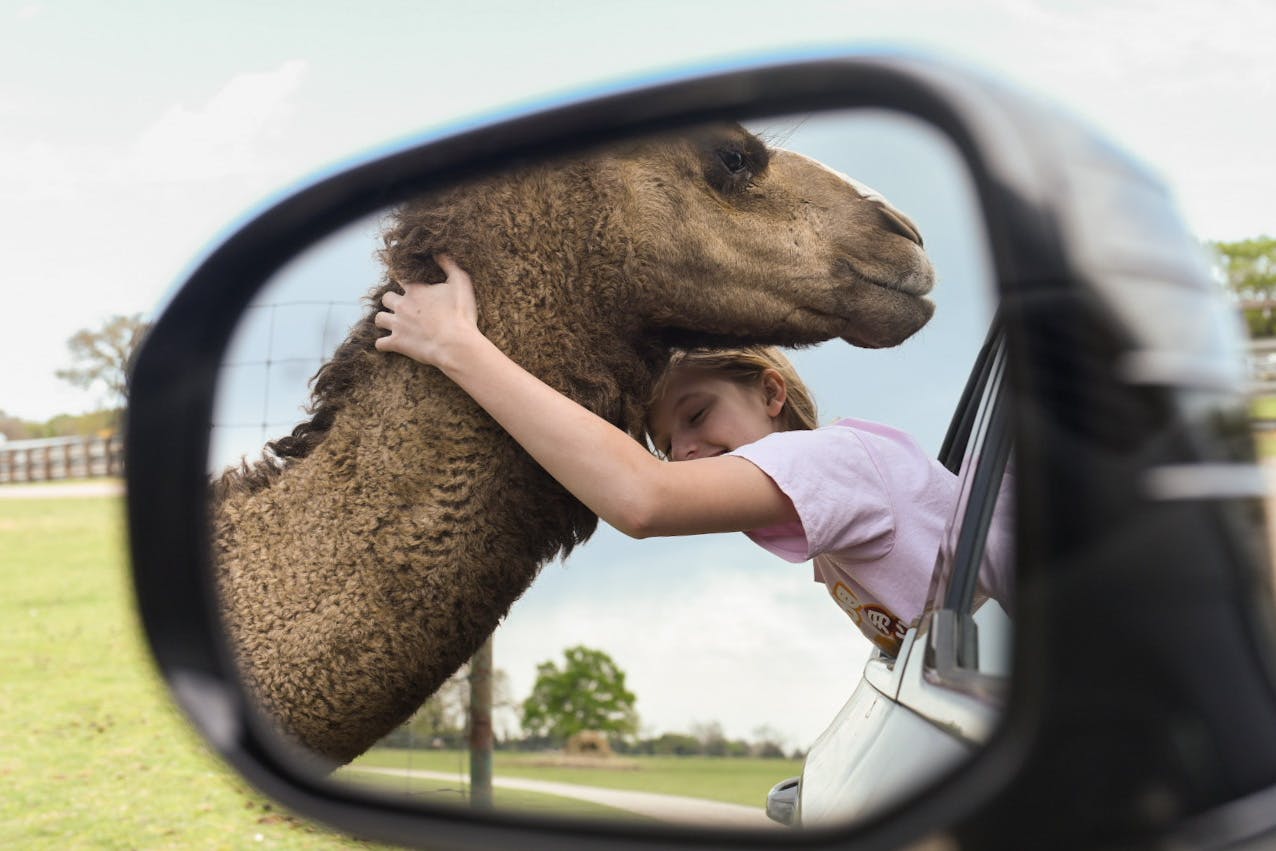 Franklin Drive Thru Safari | Book Tickets, Tours & More