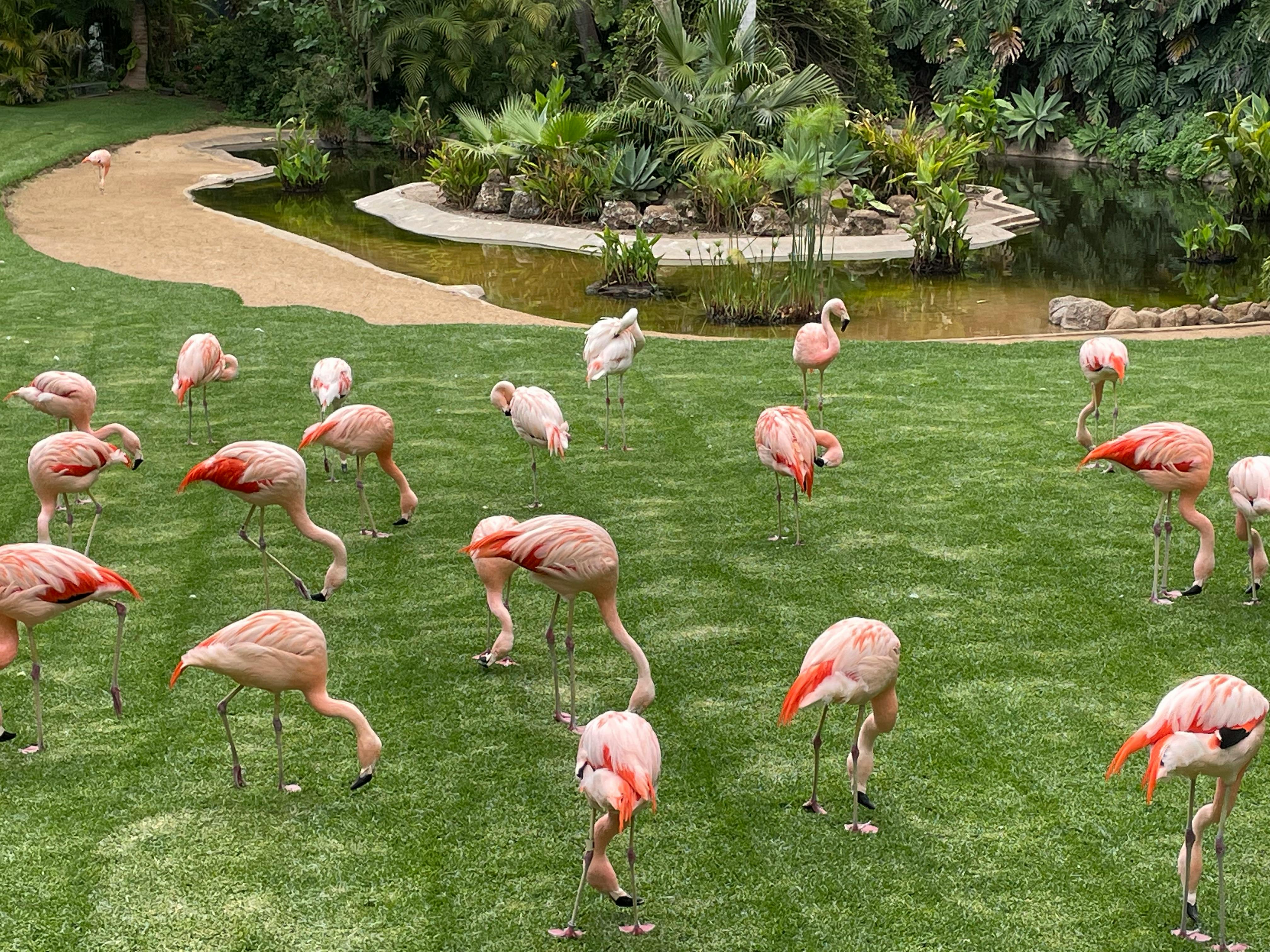 Loro Parque Tickets - Puerto de la Cruz | Tiqets.com