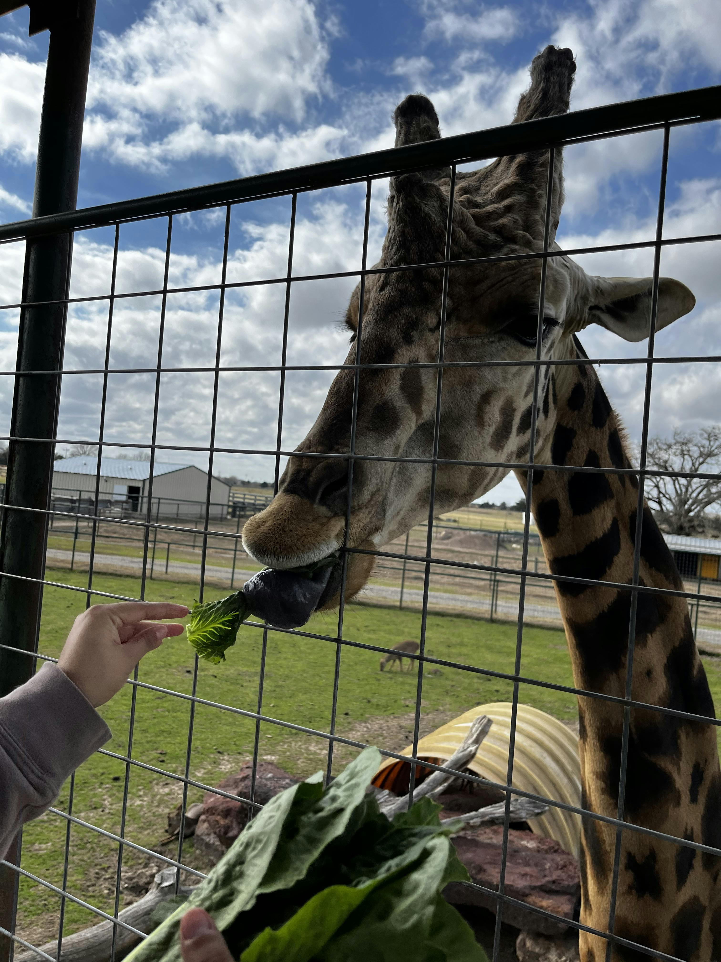 Franklin Drive Thru Safari Tickets | Tiqets