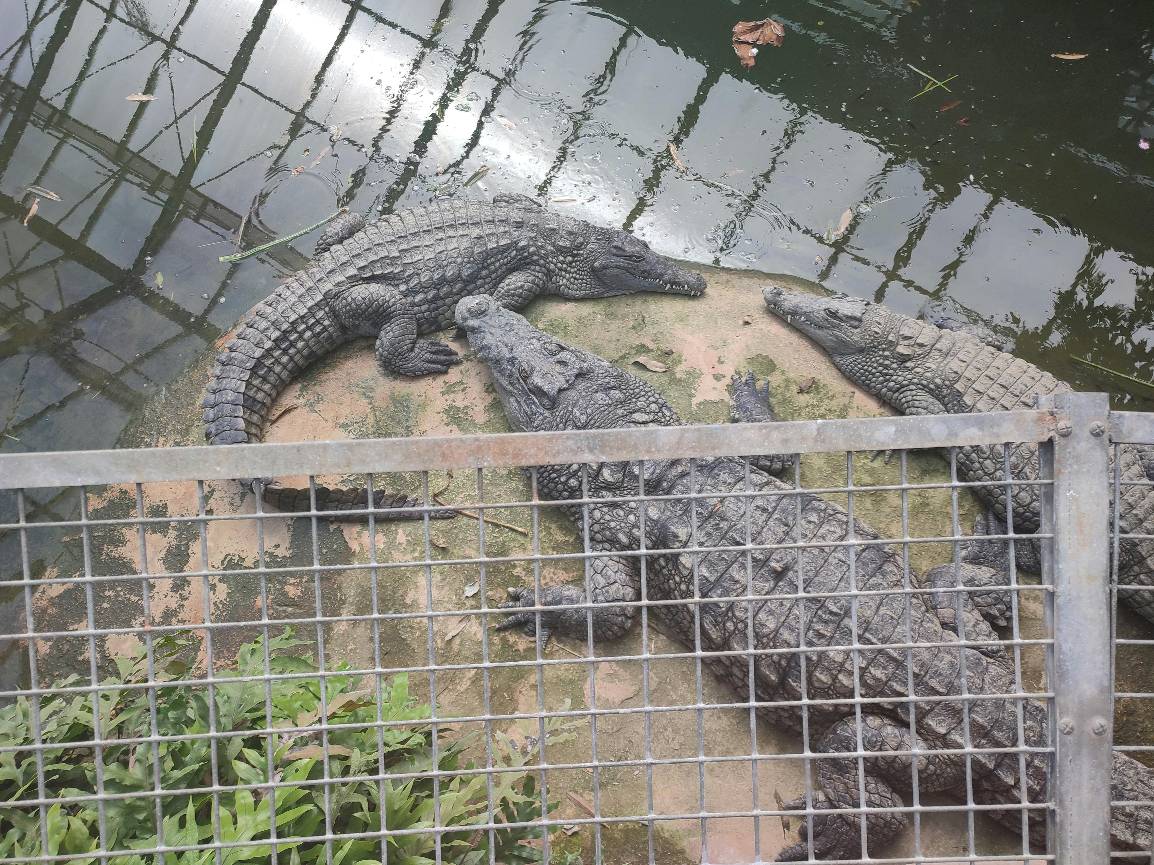 La Ferme aux Crocodiles : billets | Pierrelatte