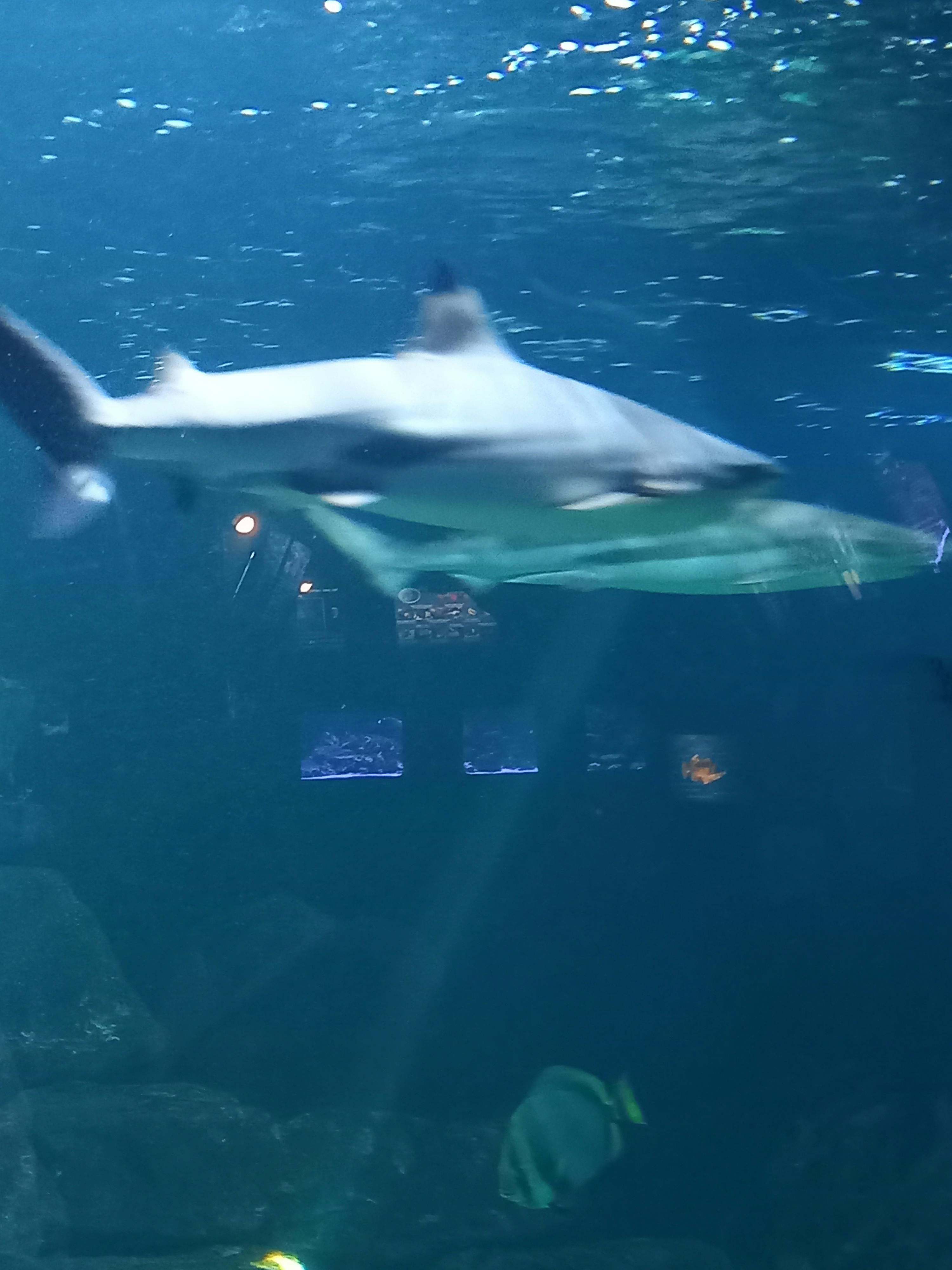 Billets pour l'Aquarium d'Amnéville, Lorraine | Tiqets