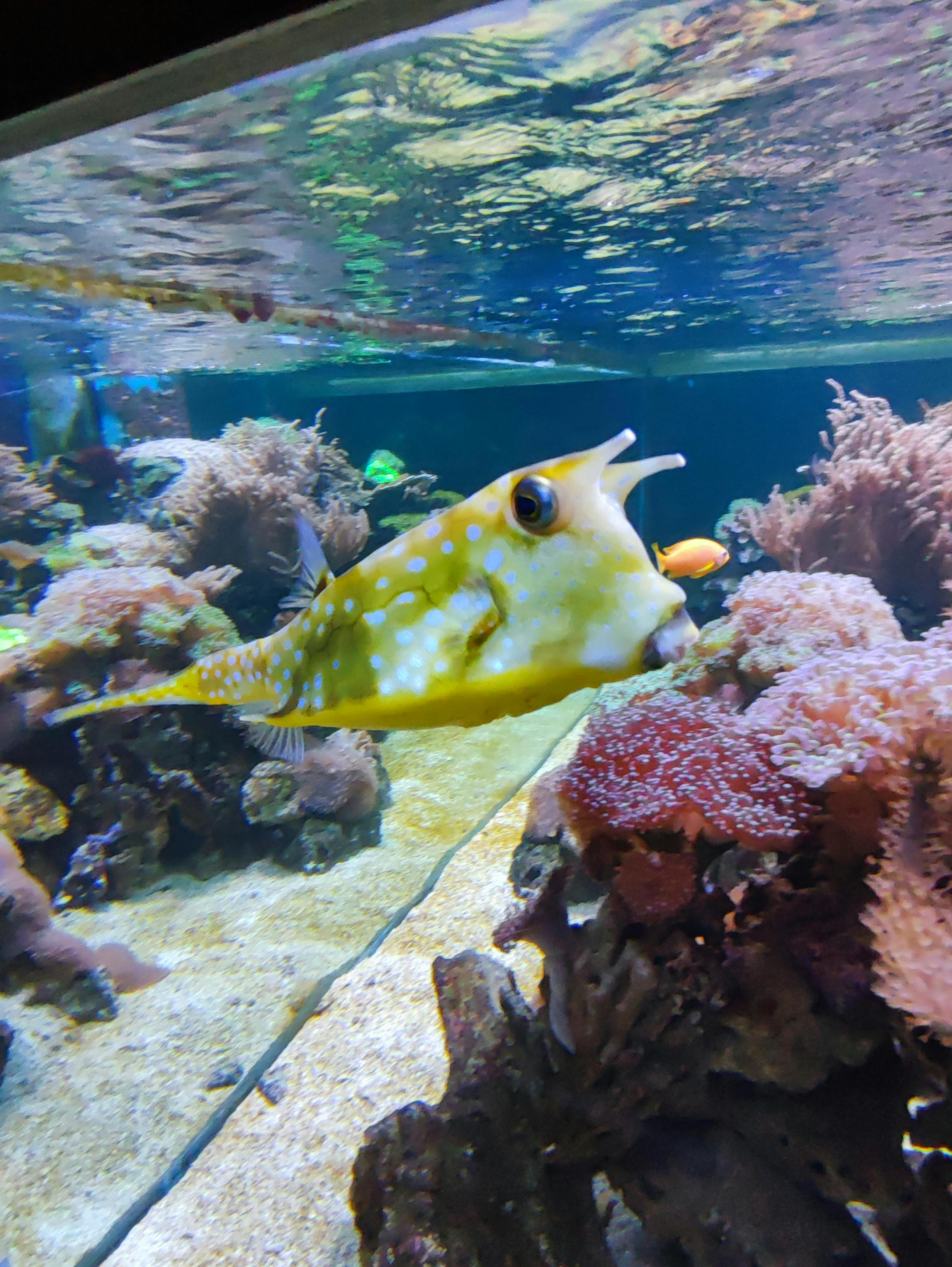 SEA LIFE Scheveningen tickets | Scheveningen