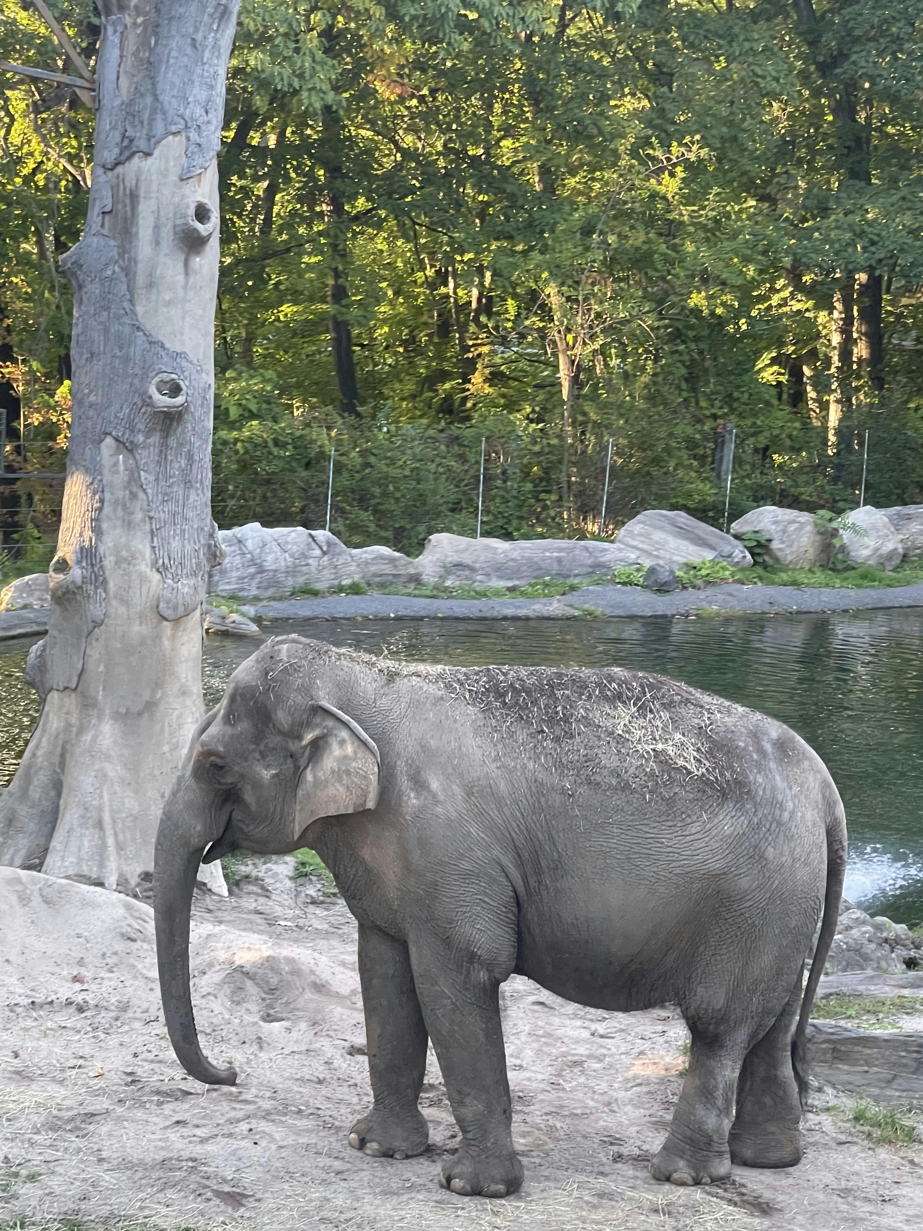 Tickets For Bronx Zoo, New York City | Tiqets