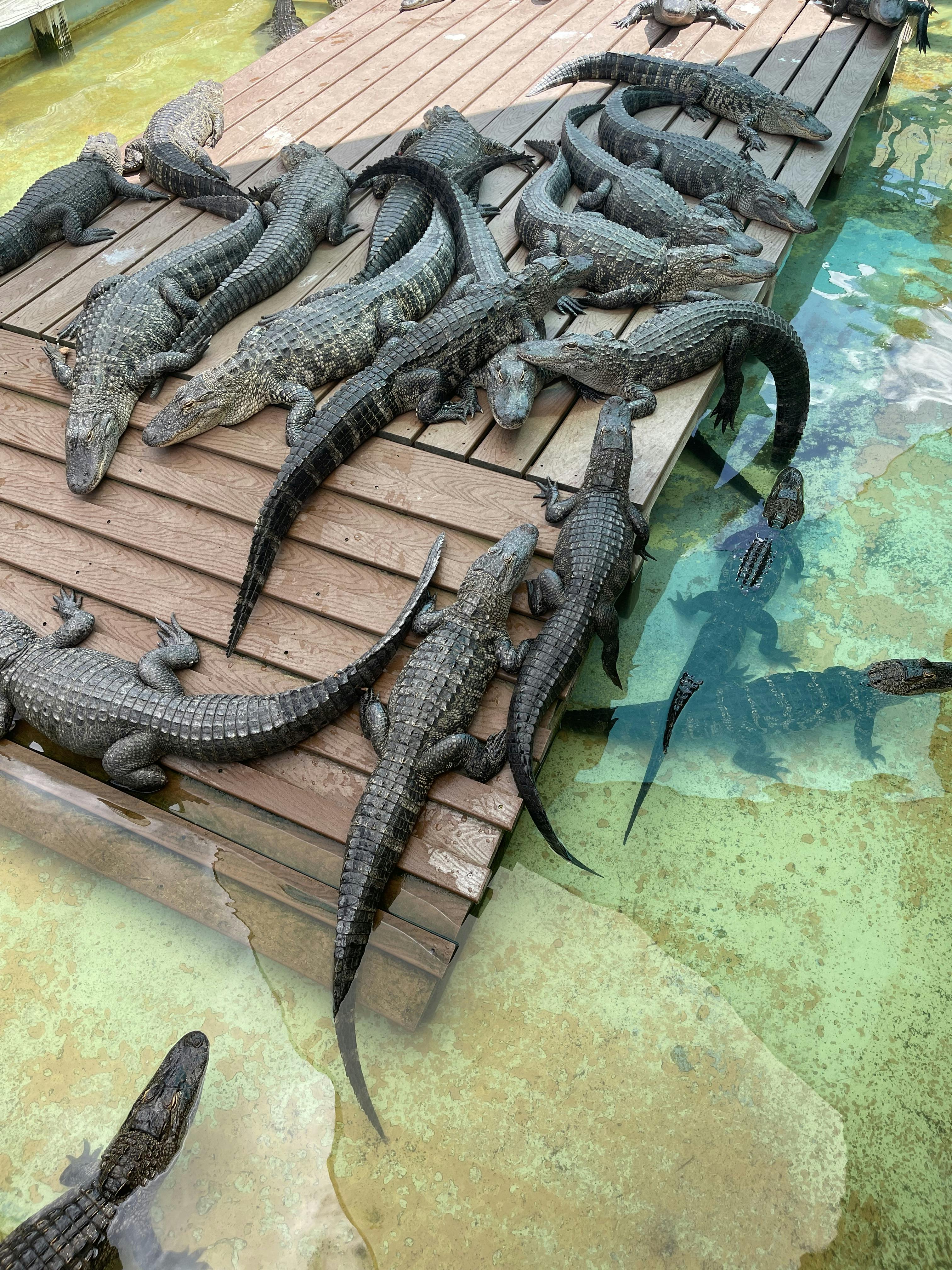 Gatorland Orlando General Admission: Fast Track Ticket