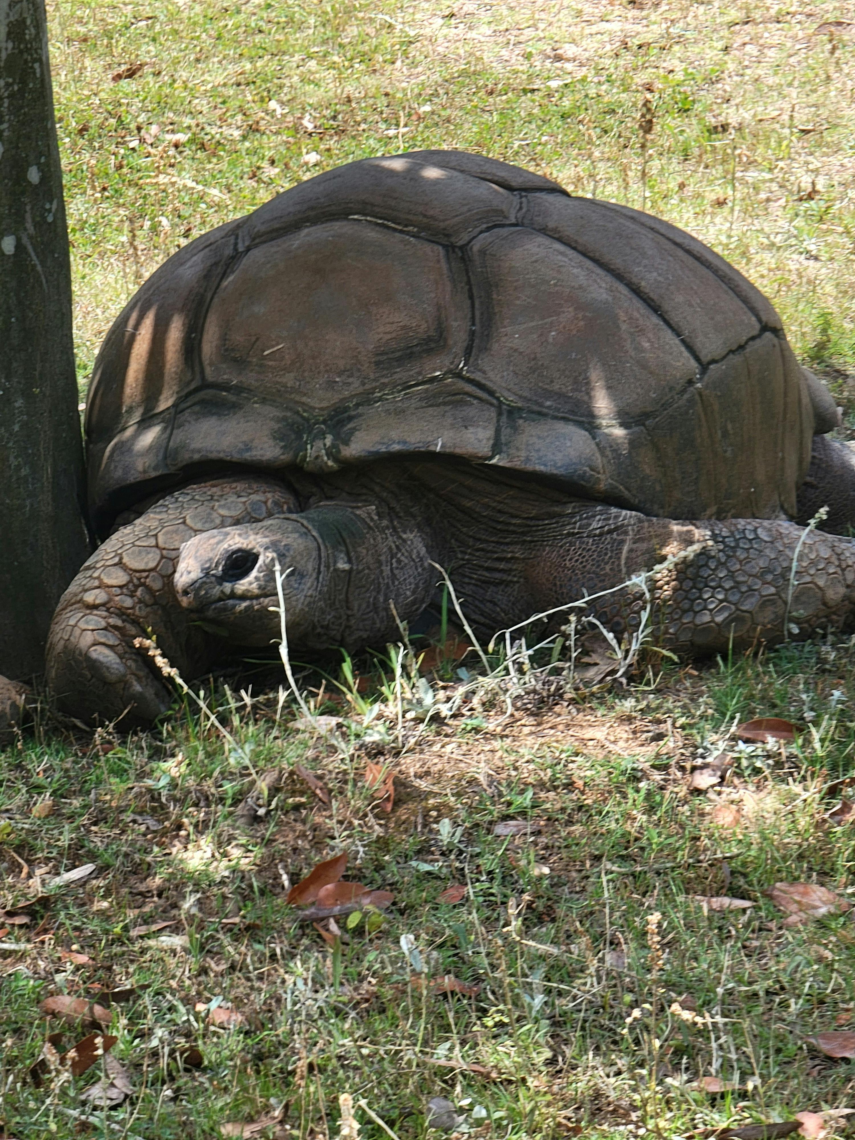 Zoo Atlanta Tickets - Atlanta | Tiqets.com