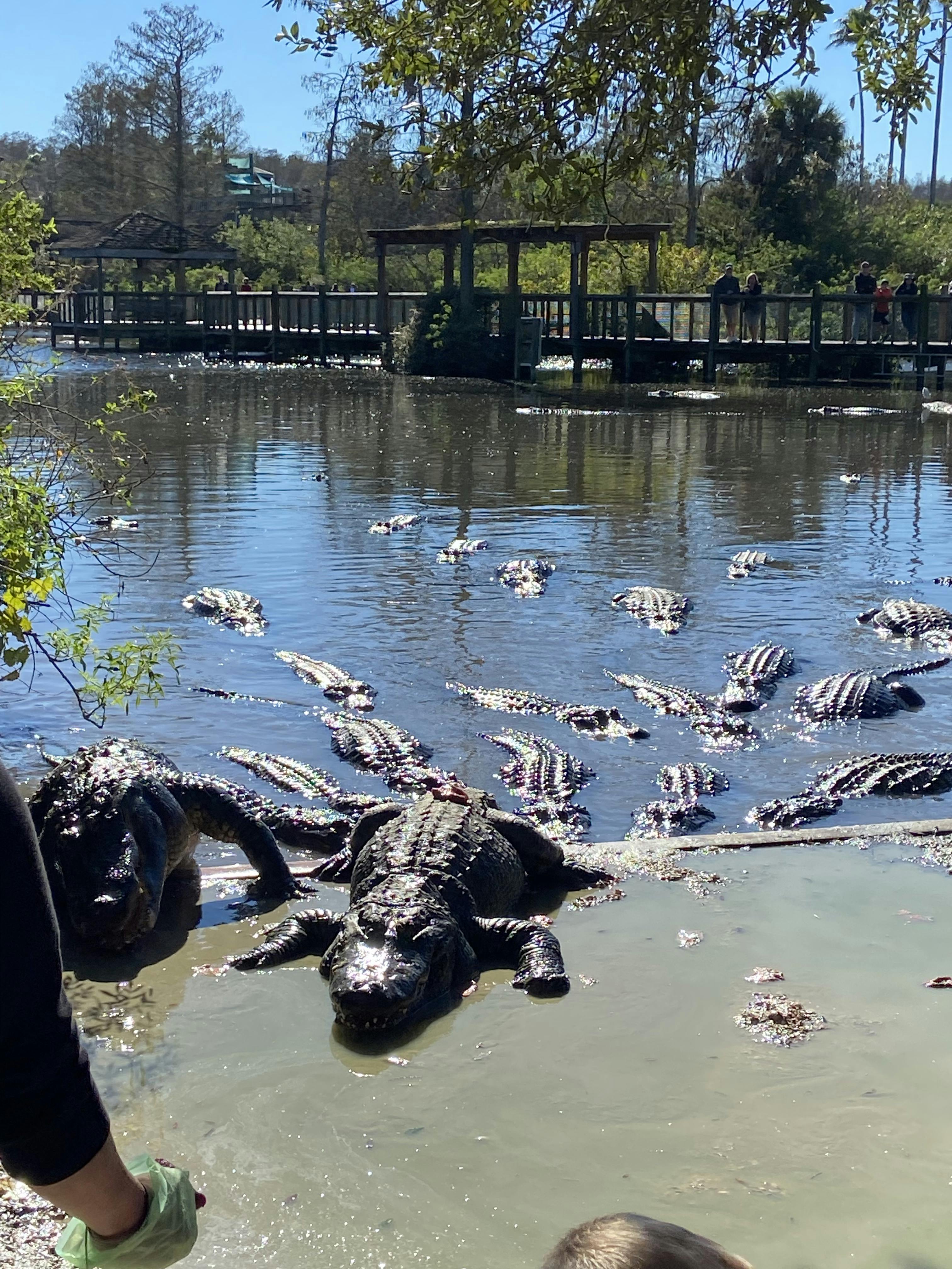Gatorland Orlando General Admission: Fast Track Ticket