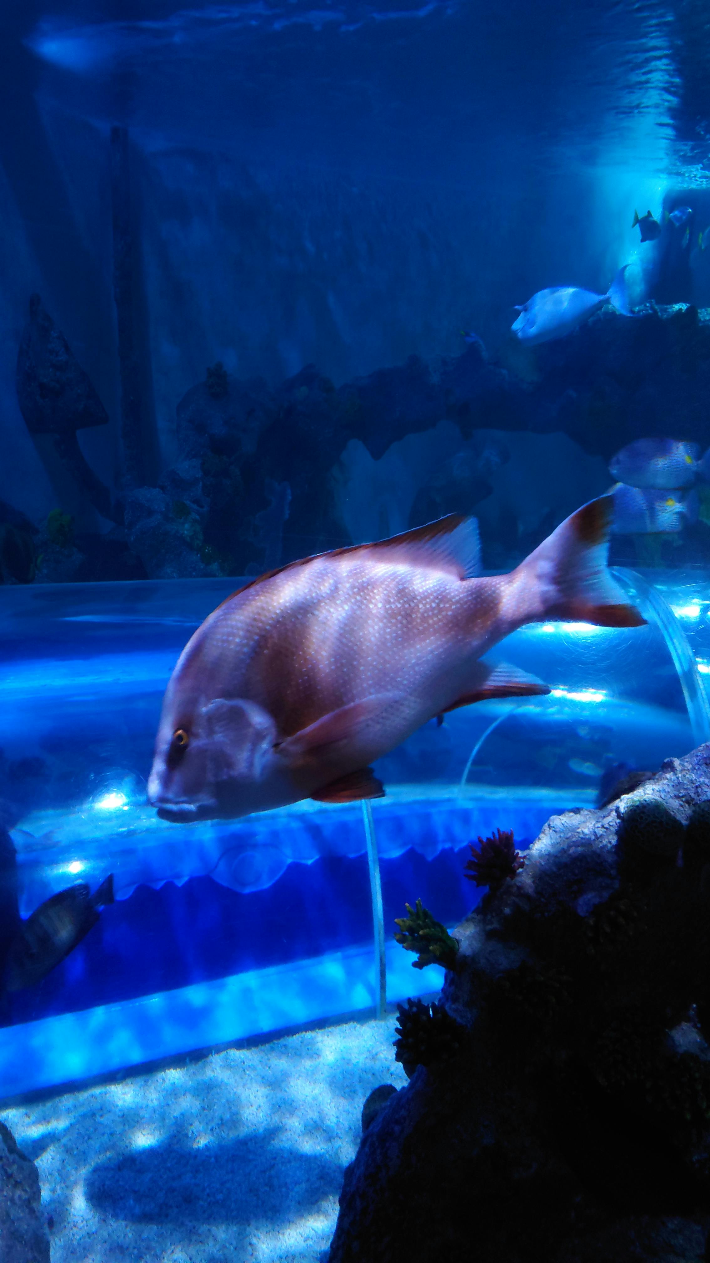SEA LIFE Scheveningen tickets | Scheveningen
