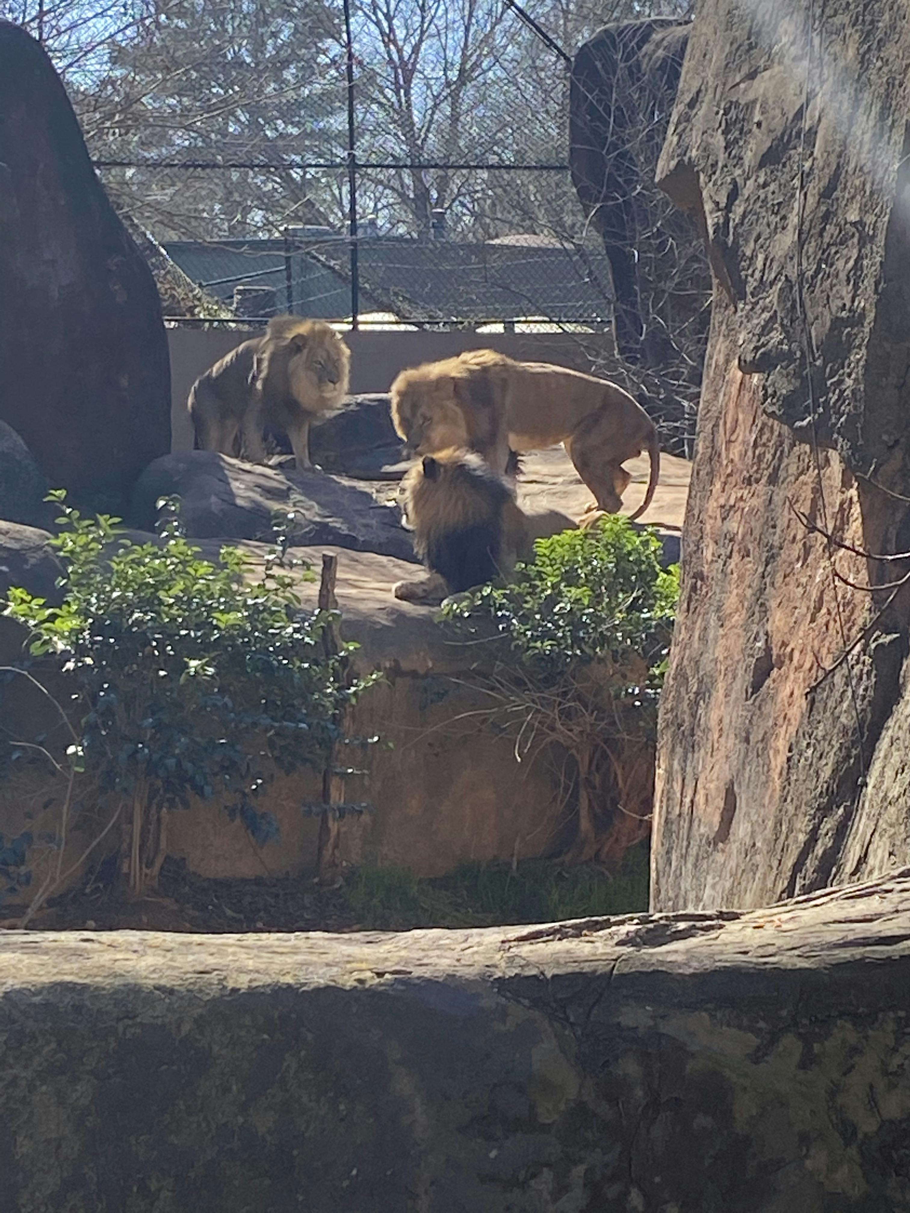 Tickets Zoo Atlanta - Atlanta | Tiqets.com