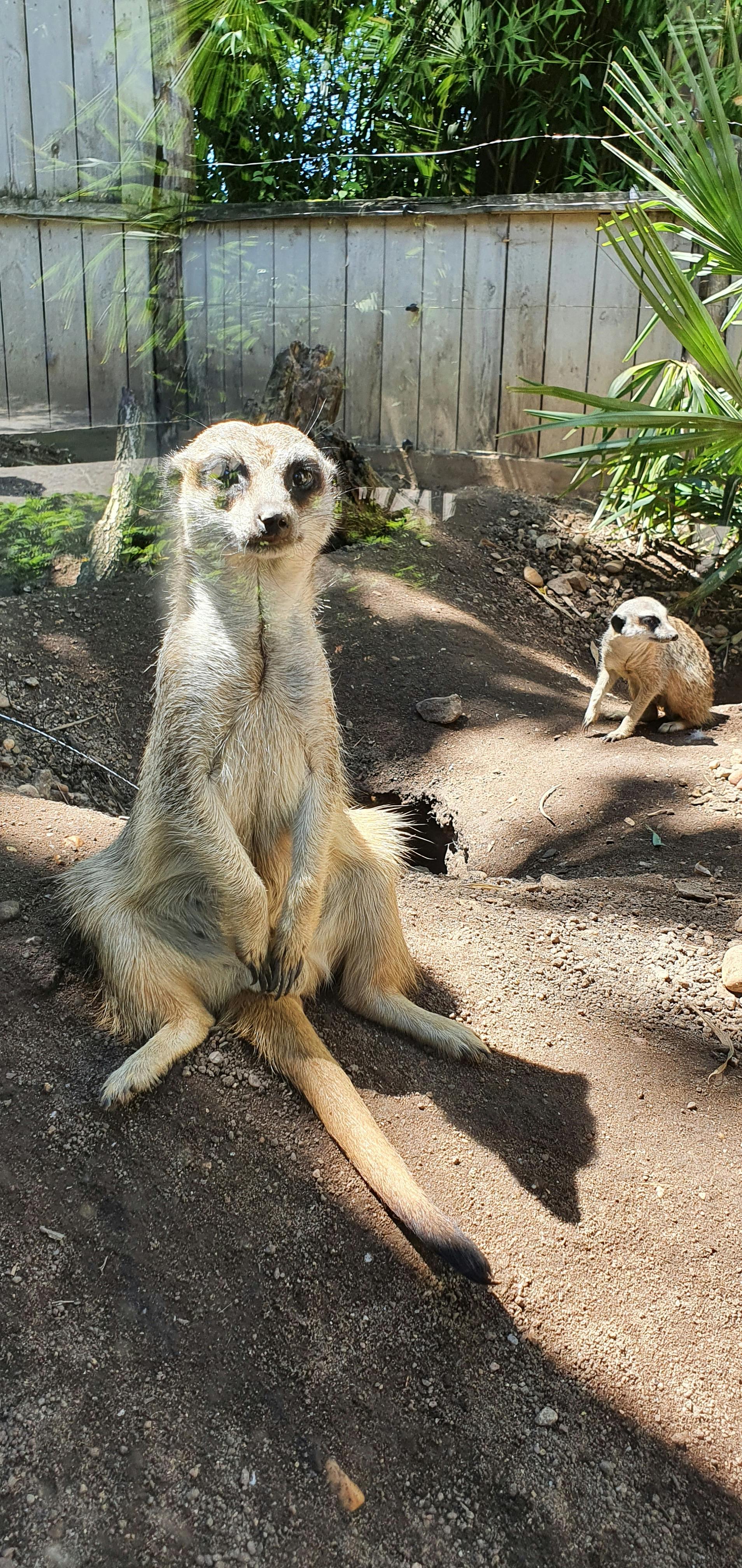 Amnéville Zoo Tickets - Amnéville | Tiqets.com