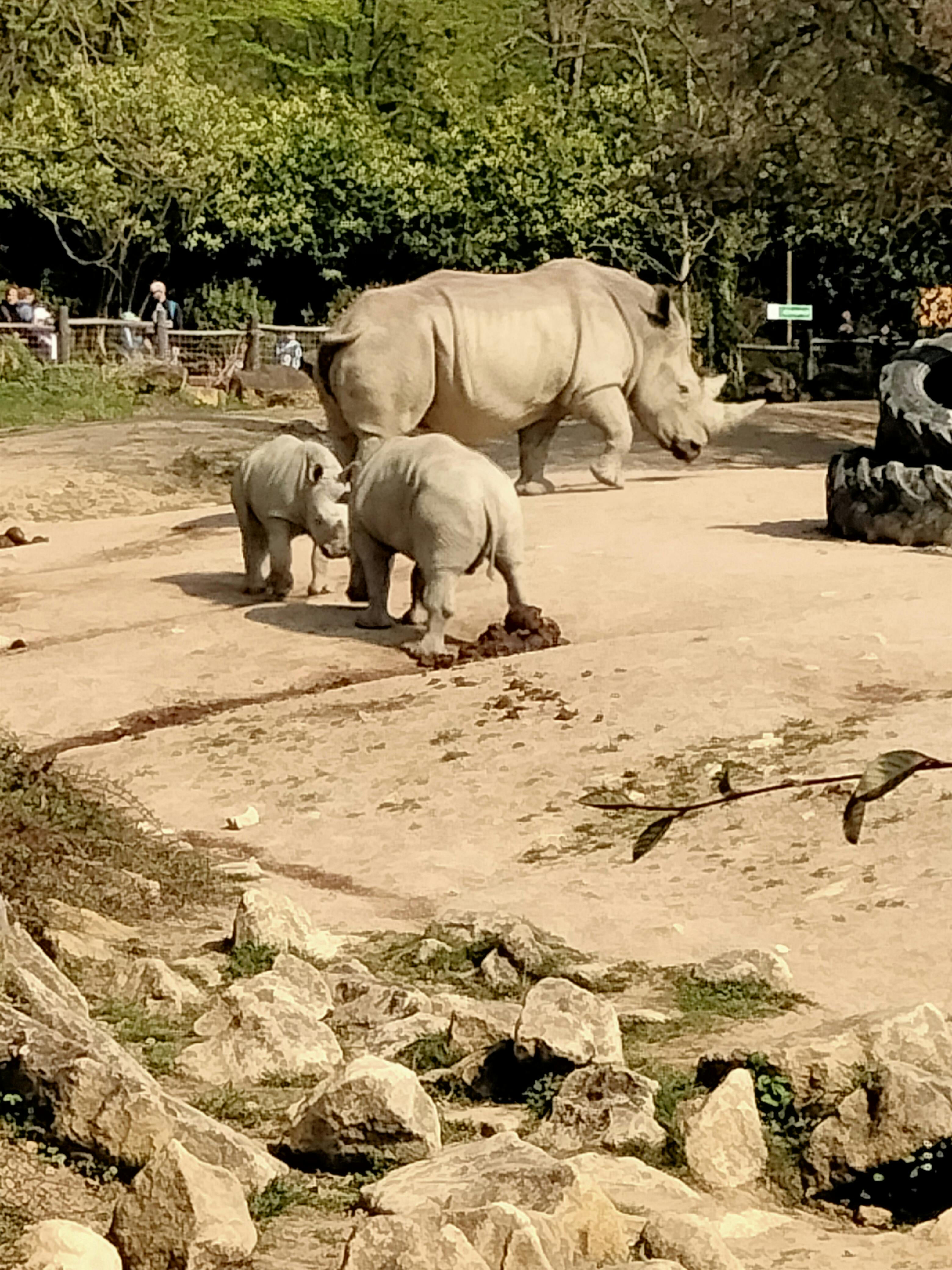 Zoo d'Amnéville | Réserver des billets, des visites guidées et plus encore