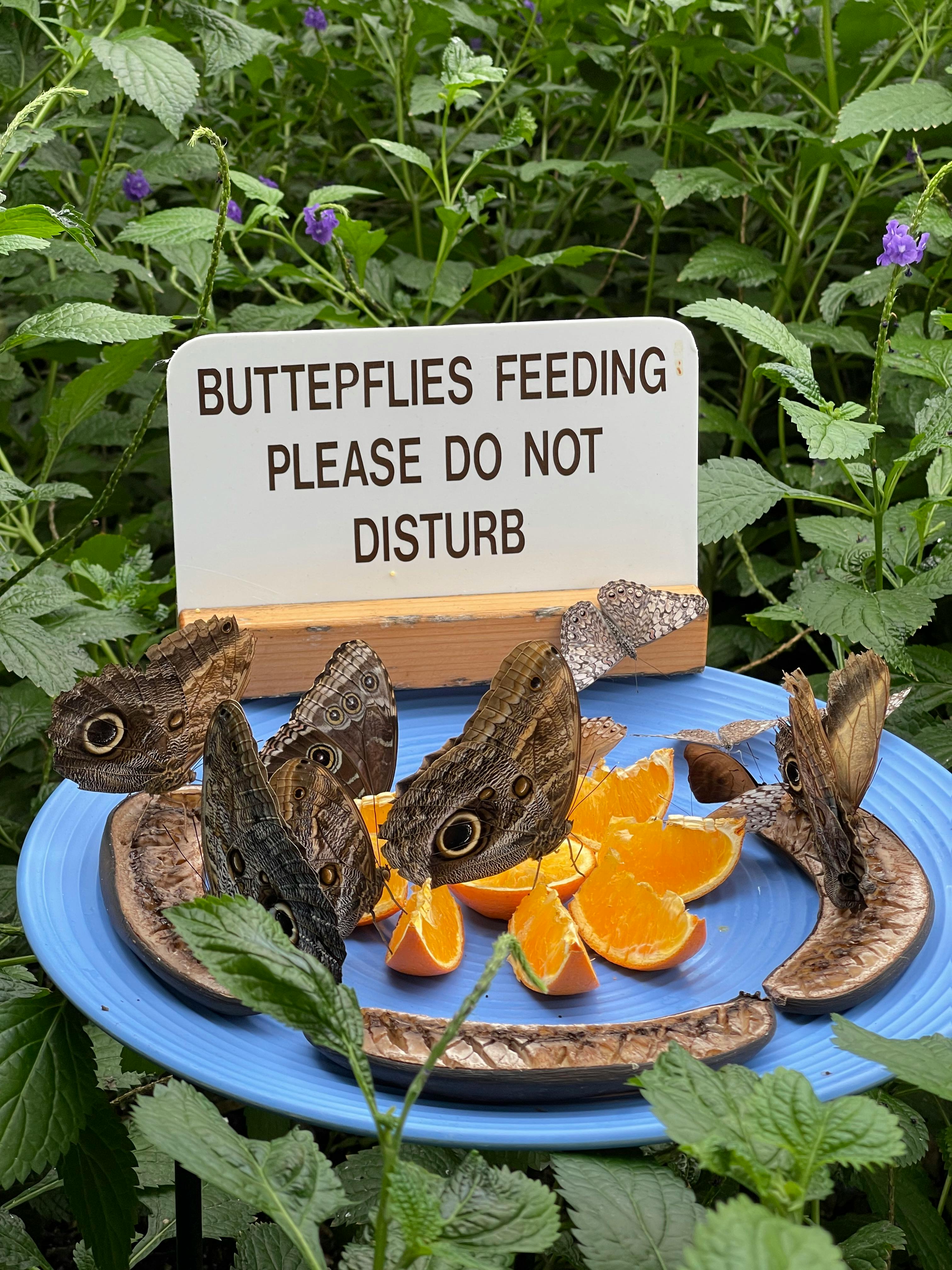 Niagara Falls Butterfly Conservatory tickets | Niagara Falls (CA)