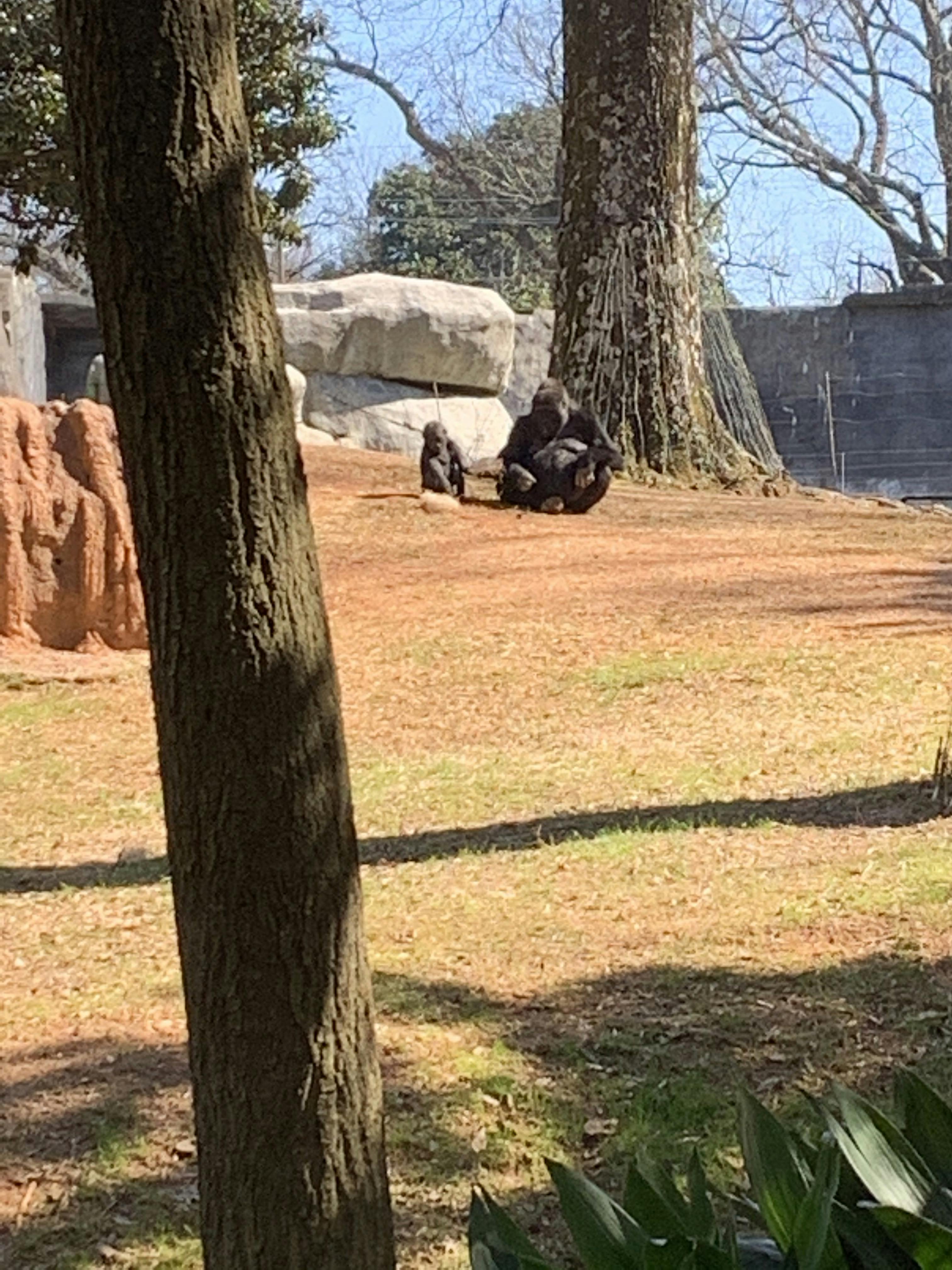 Tickets Zoo Atlanta - Atlanta | Tiqets.com