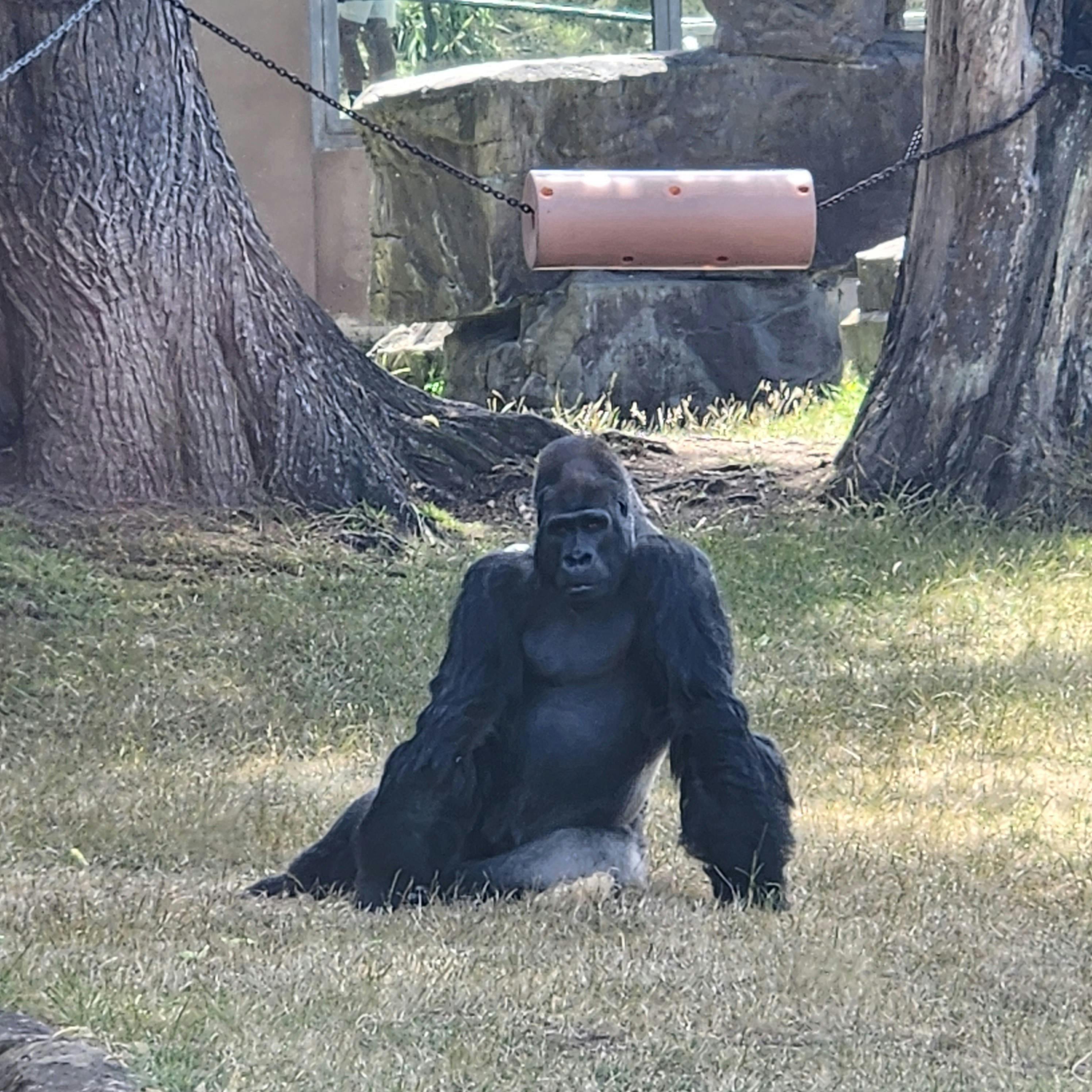 San Francisco Zoo tickets | San Francisco