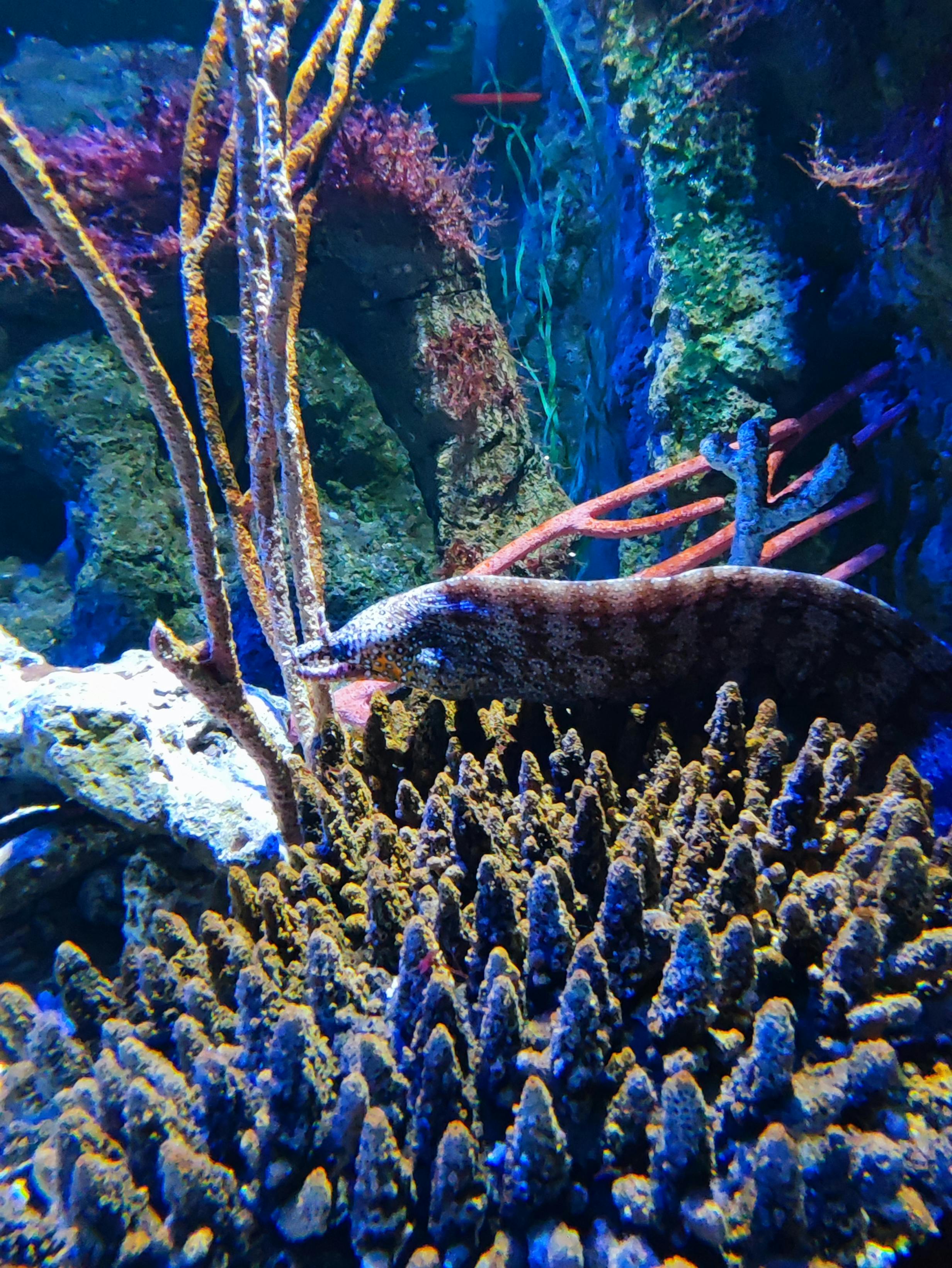 SEA LIFE Scheveningen Tickets - The Hague | Tiqets.com