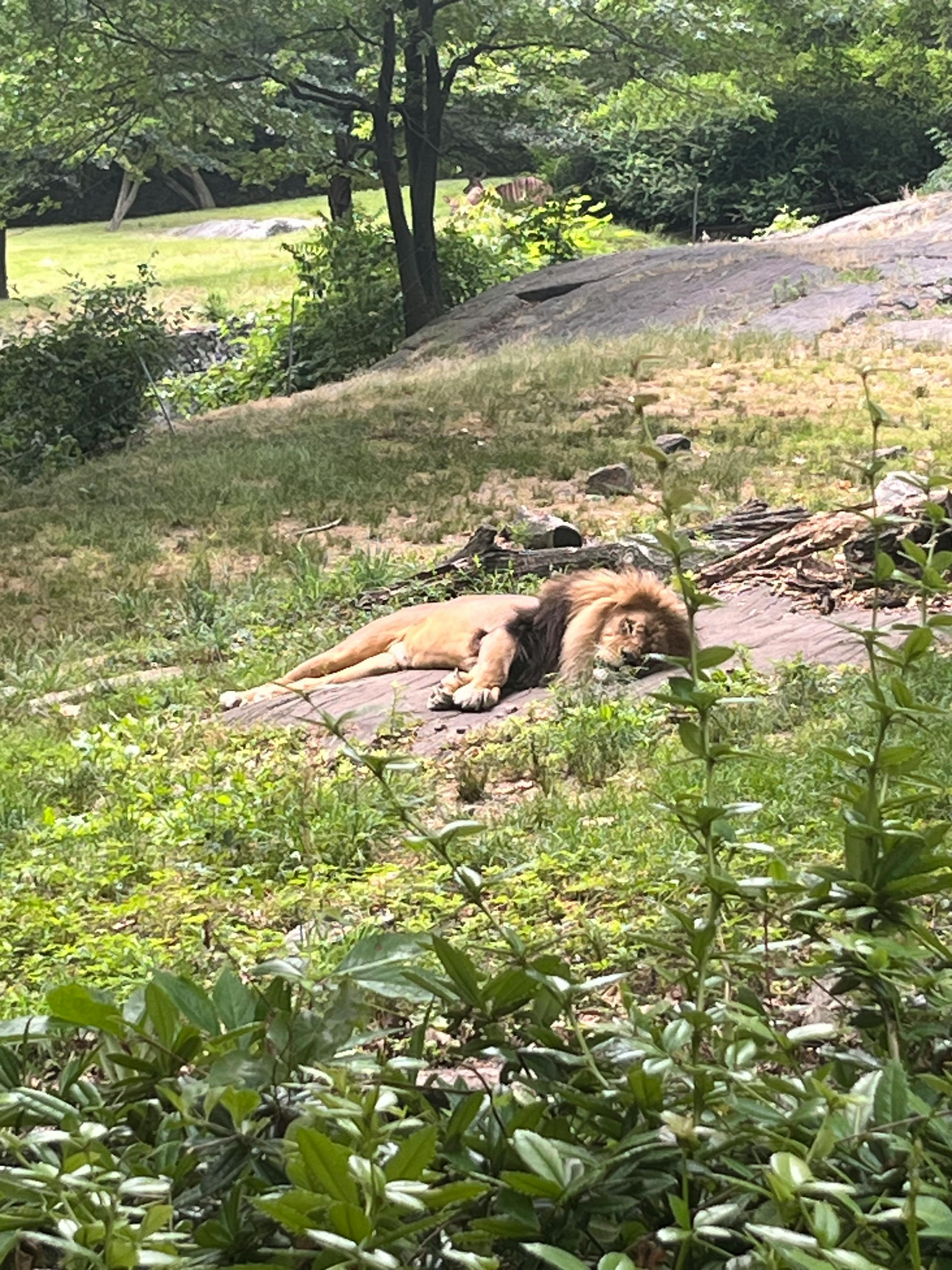 Entradas Zoológico del Bronx de Nueva York | Nueva York
