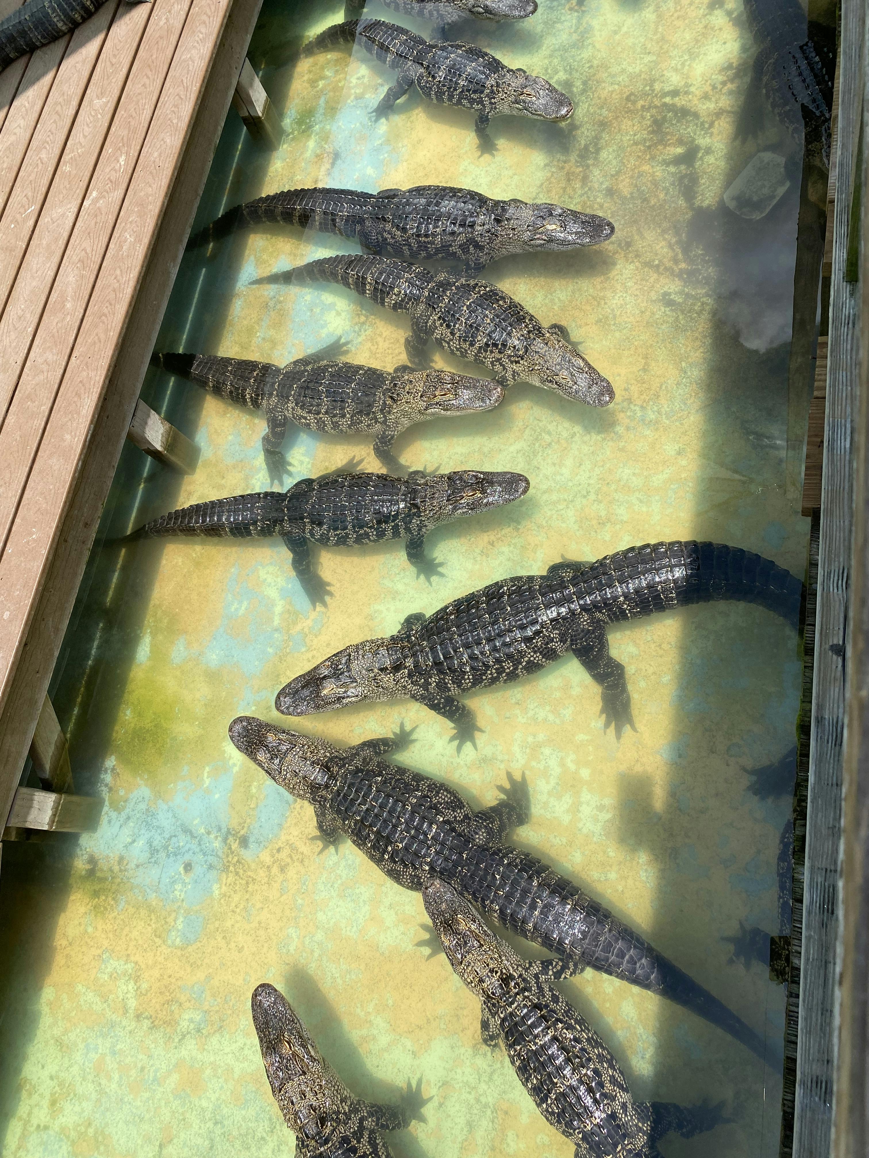Gatorland Orlando: Screamin' Gator Zip Line | Tiqets