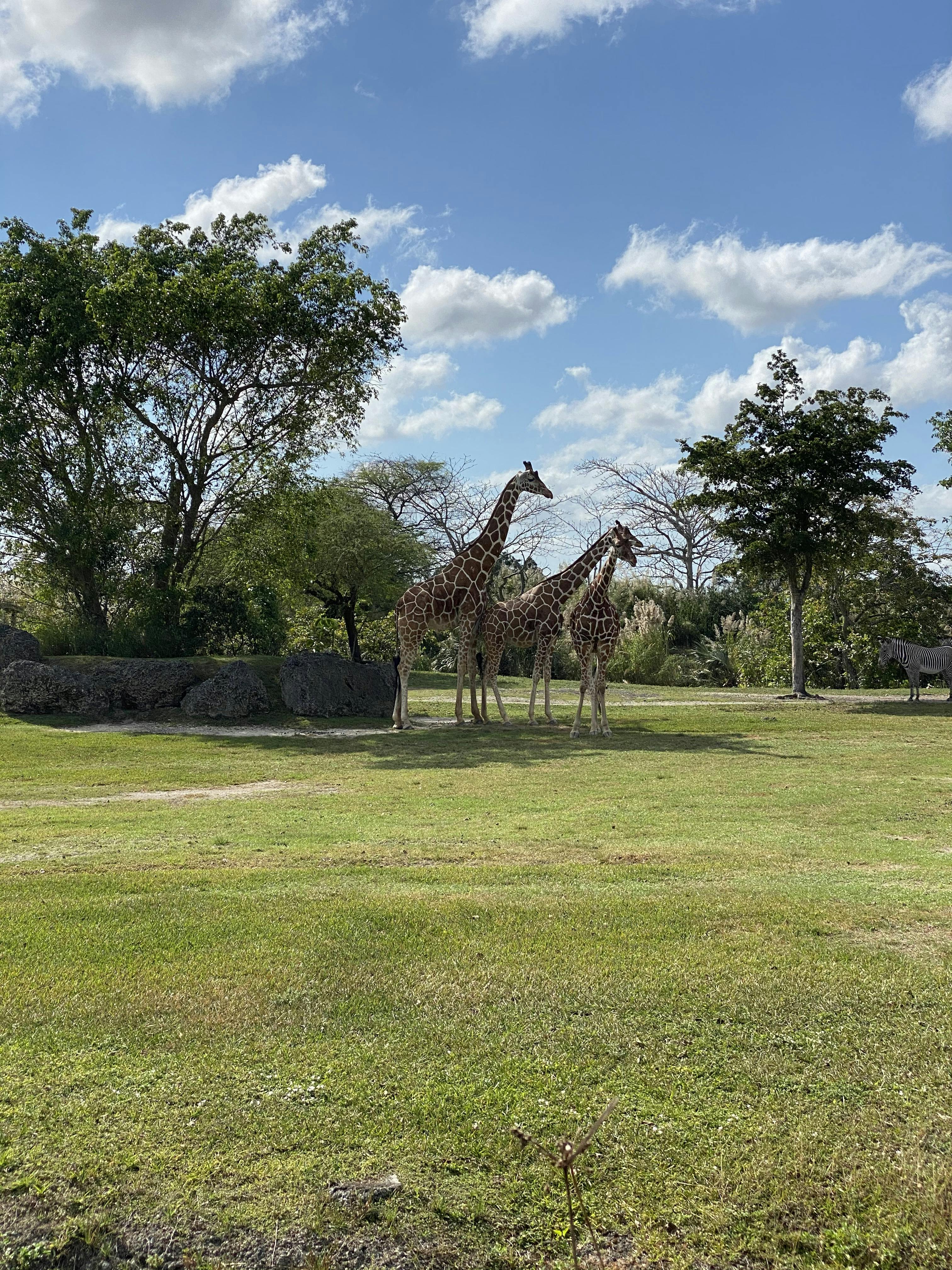 Tickets for Miami Zoo - Florida Wildlife Fun | Tiqets