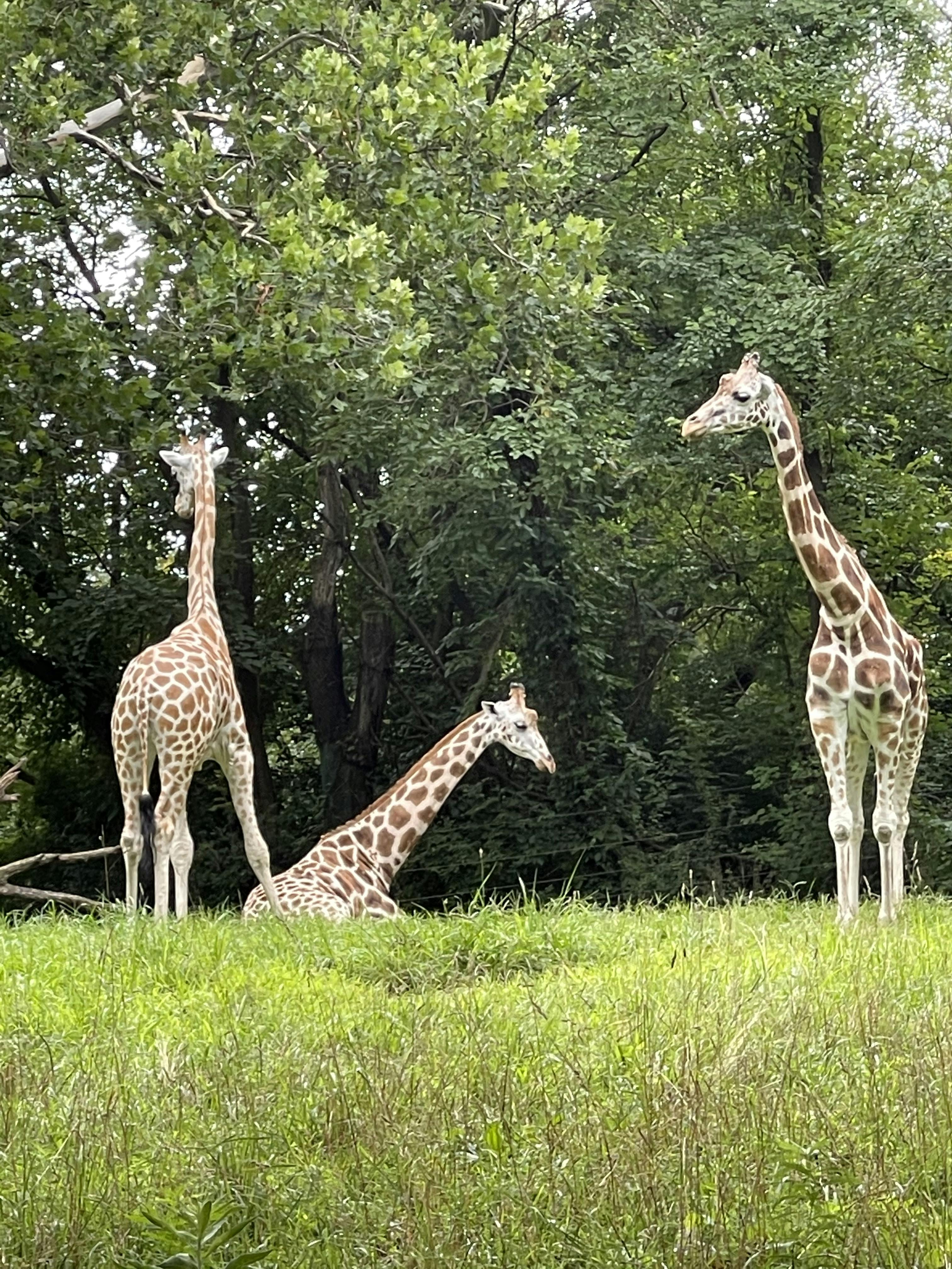 Tickets Bronx Zoo - New York | Tiqets.com